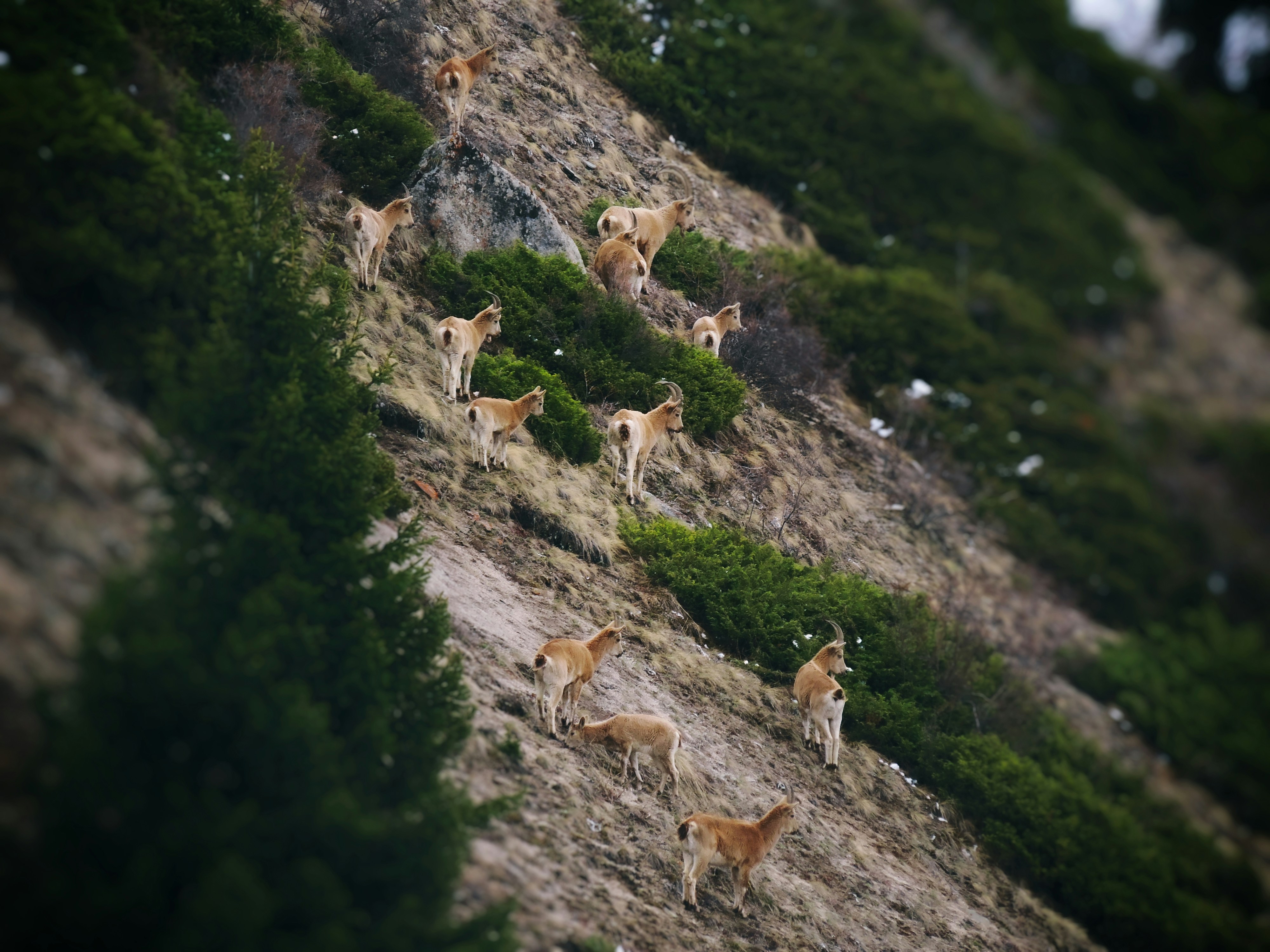 Pronghorns Navigating a Rugged Alpine Slope
