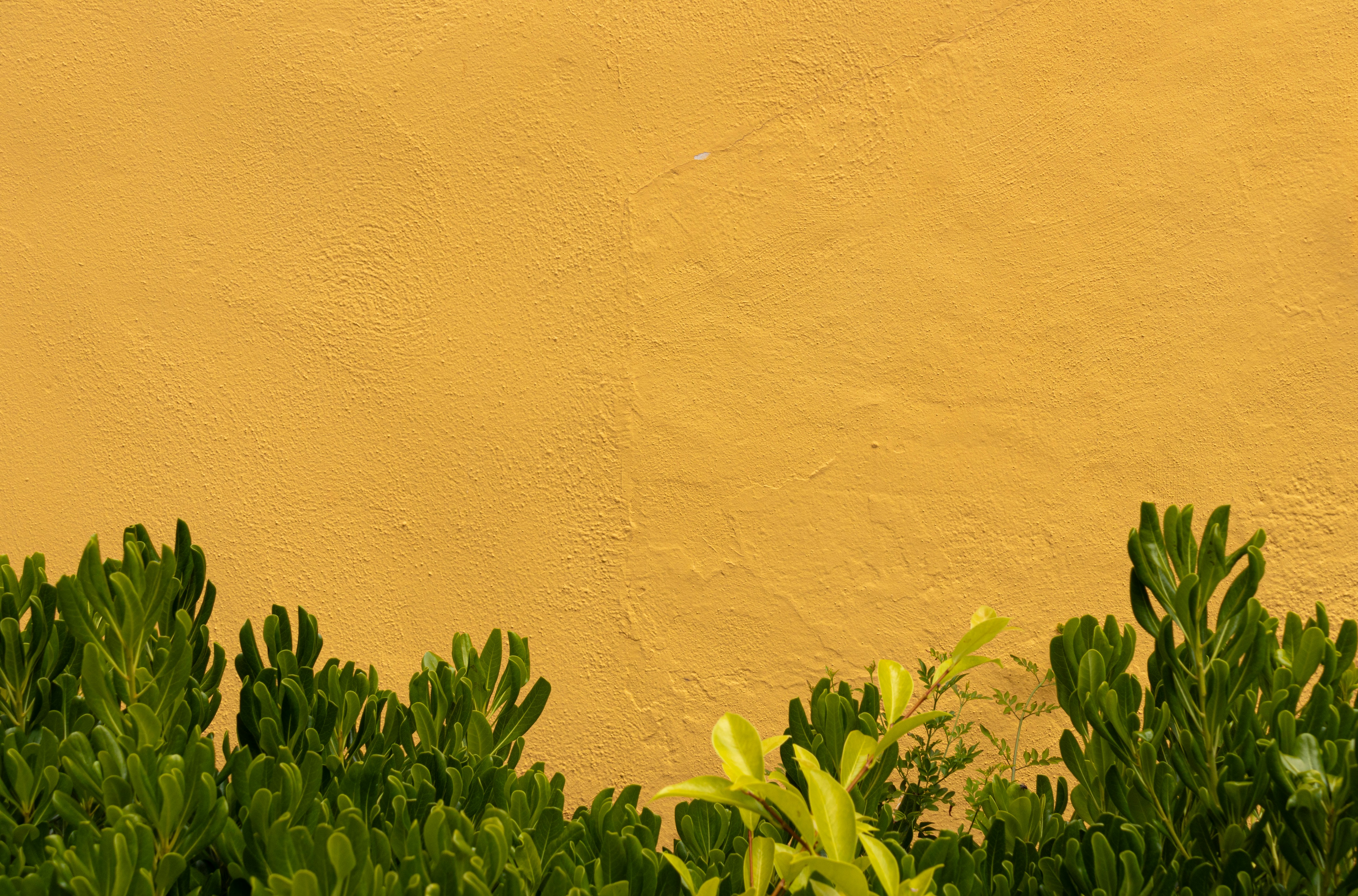 Nice yellow wall background with plants. Photo taken in Spain, Port sa PlatjaDanielle Suijkerbuijk