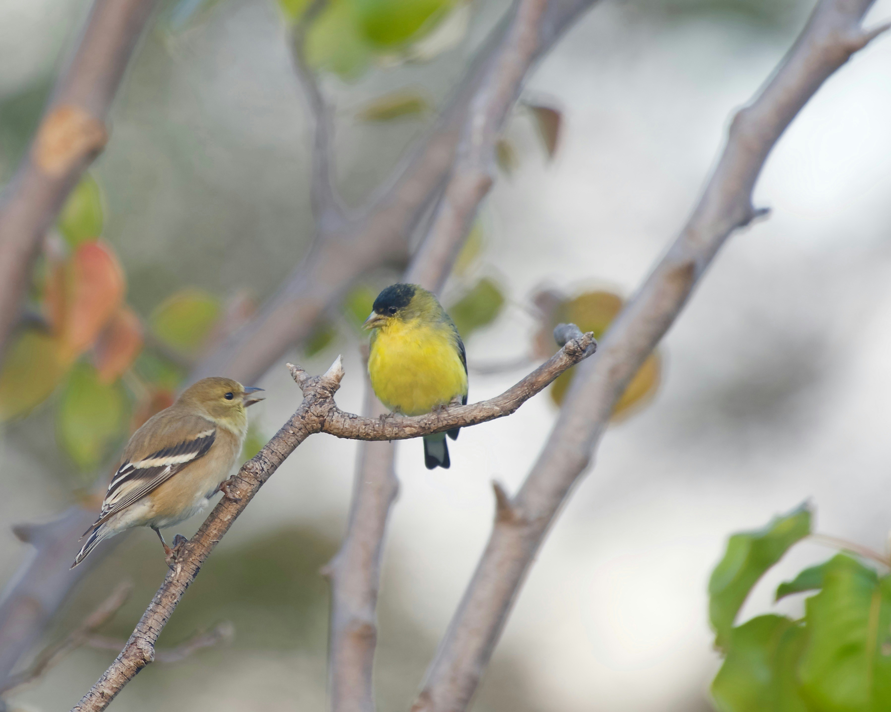 Two Songbirds on a Branch: Yellow-Fronted Moment