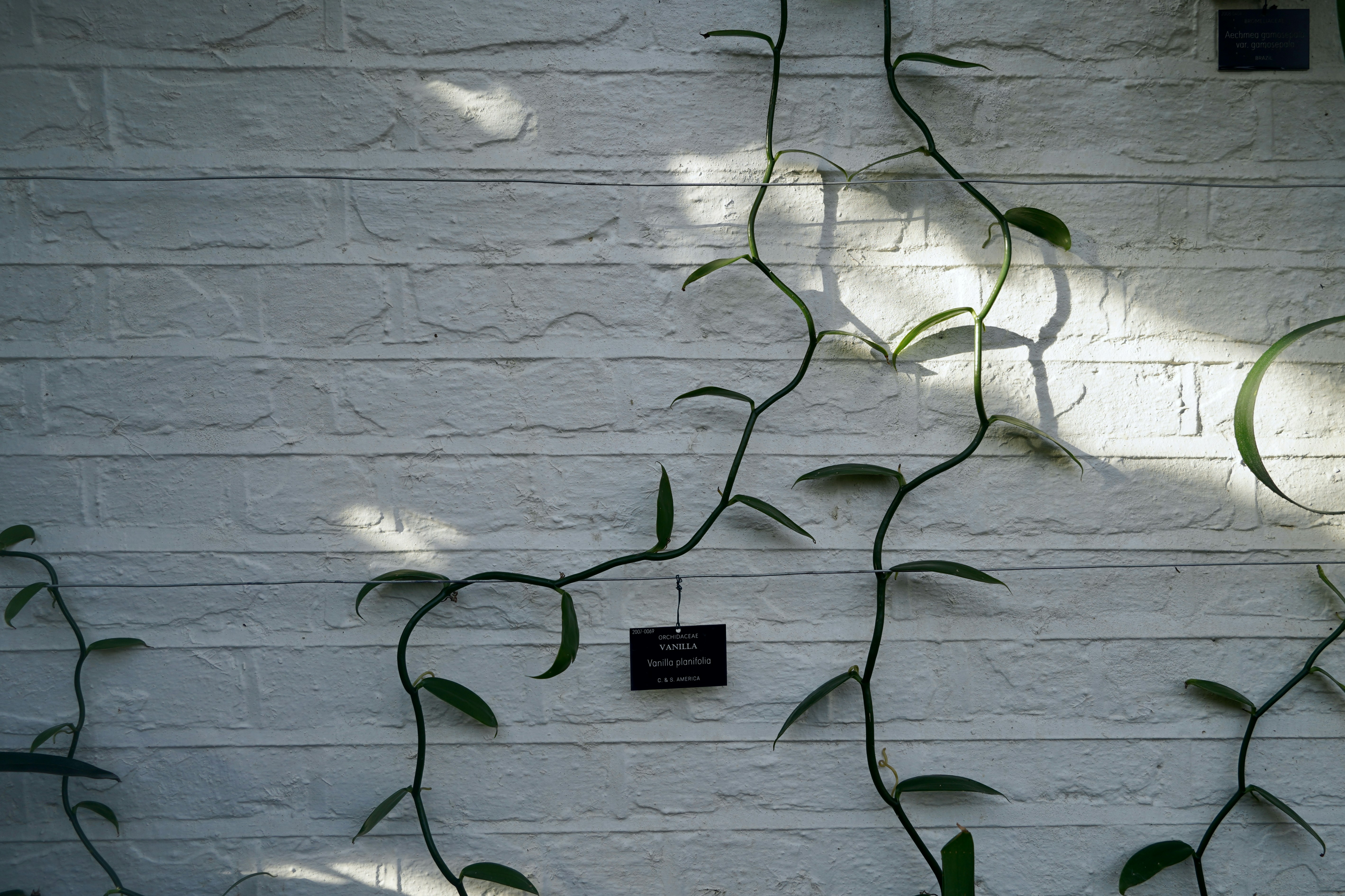 A serene and natural scene with sunlight dancing on a white brick wall, illuminating the graceful tendrils of a vanilla plant.