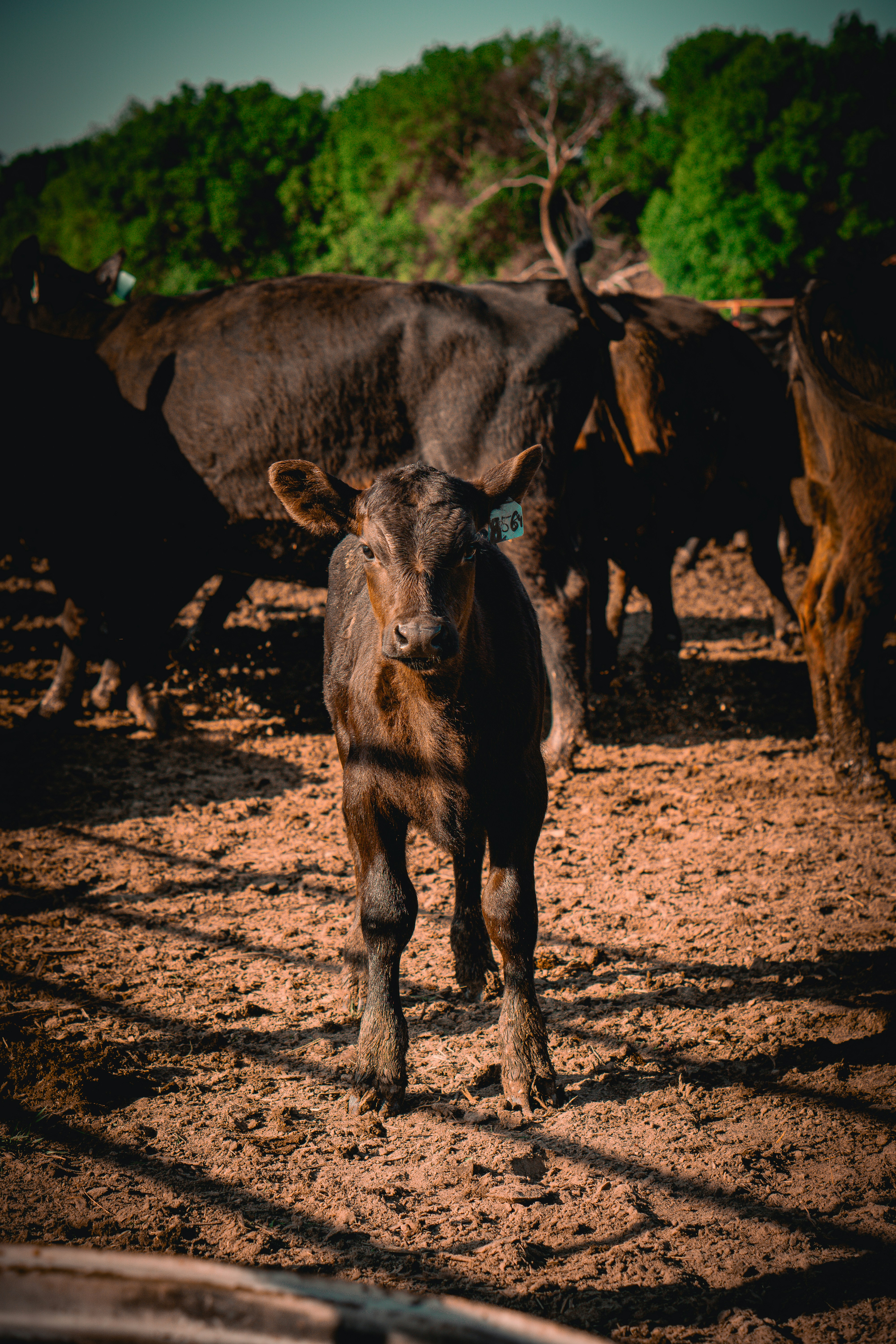 Young calf in dappled light stands before a herd at dusk
