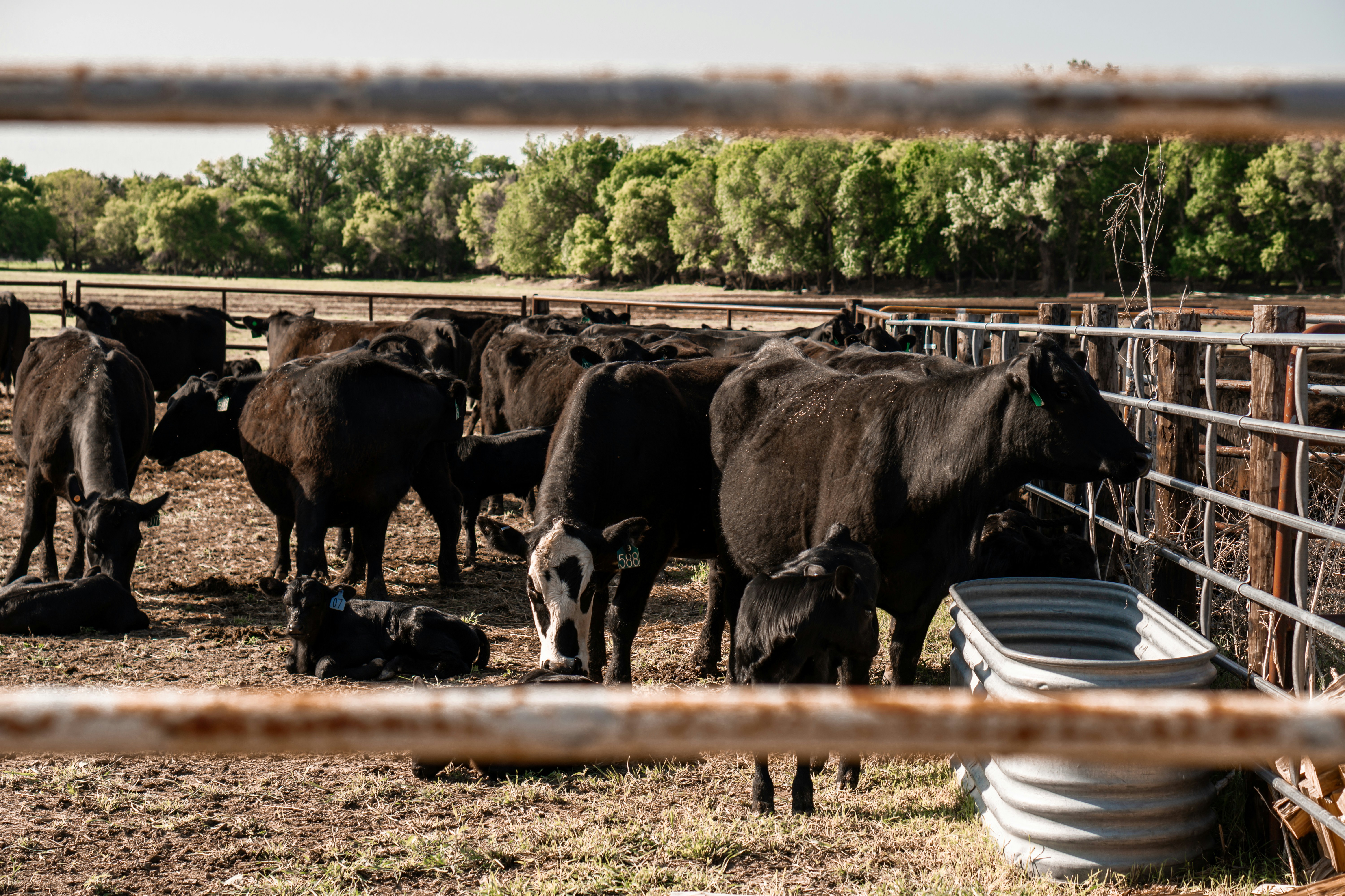 Herd at the Rusted Gate: Sunlit Cattle in a Quiet Corral