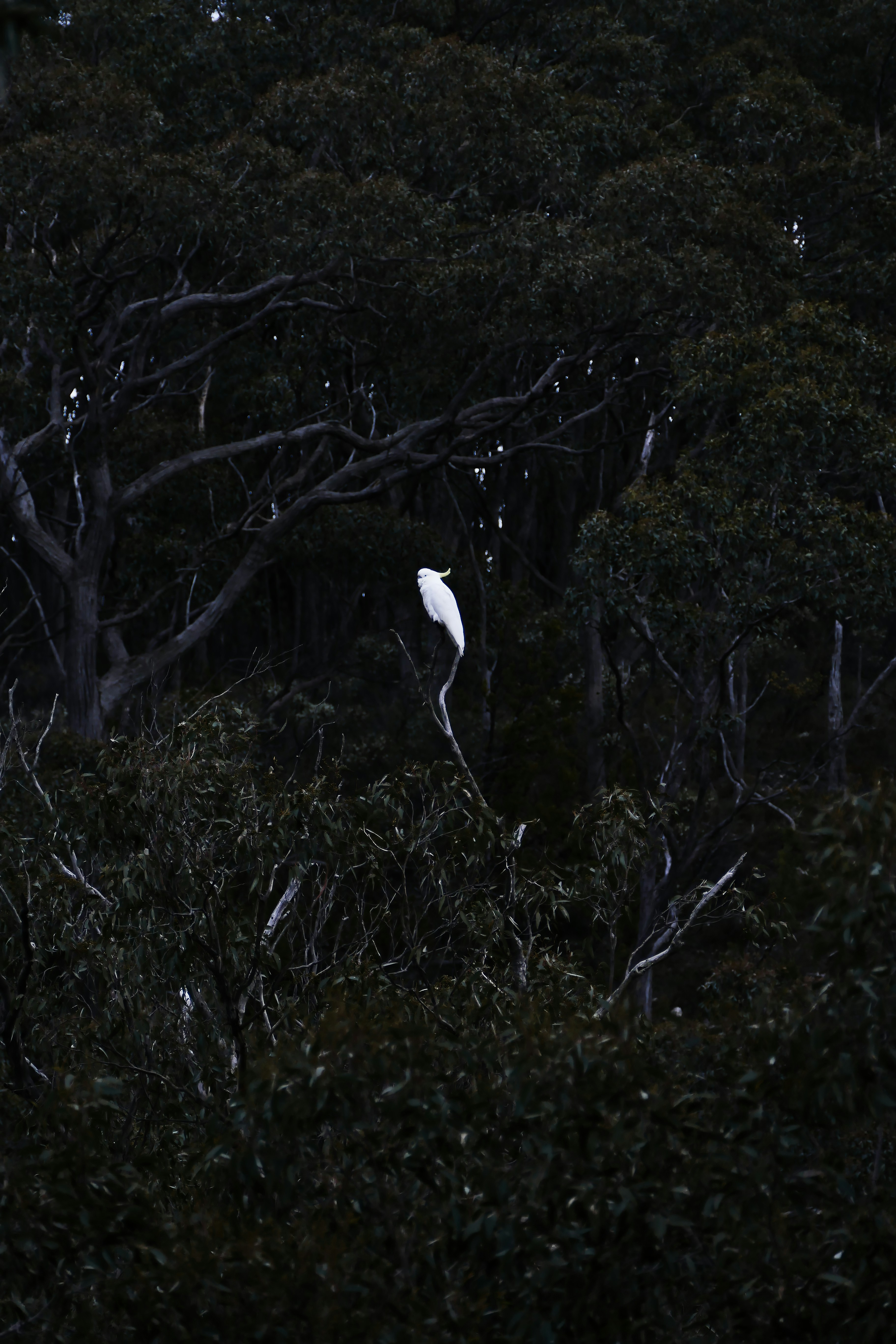 White Heron Amid Dark Canopy: A Quiet Night in the Trees