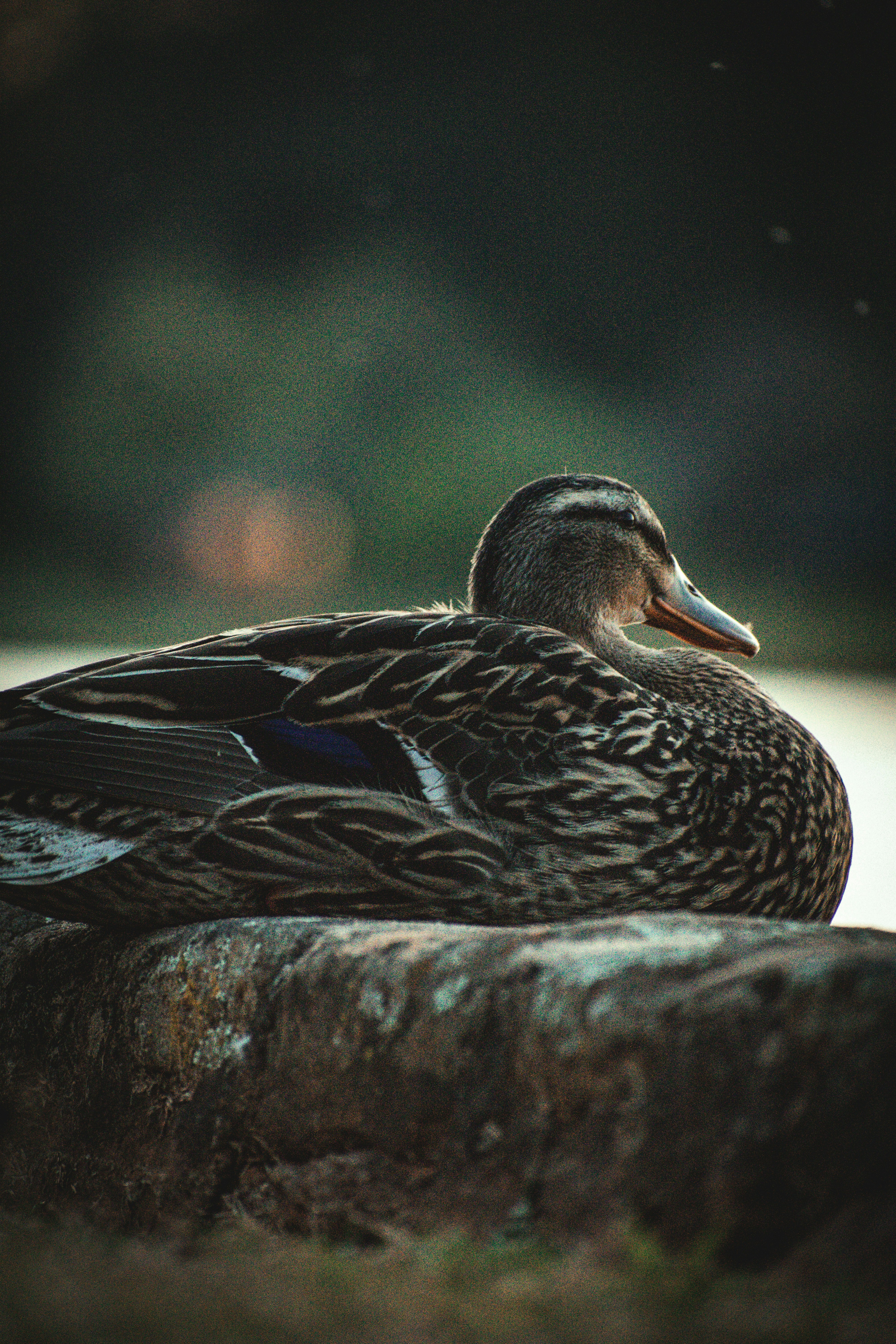 Dusk-Quiet Mallard Resting on a Weathered Stone