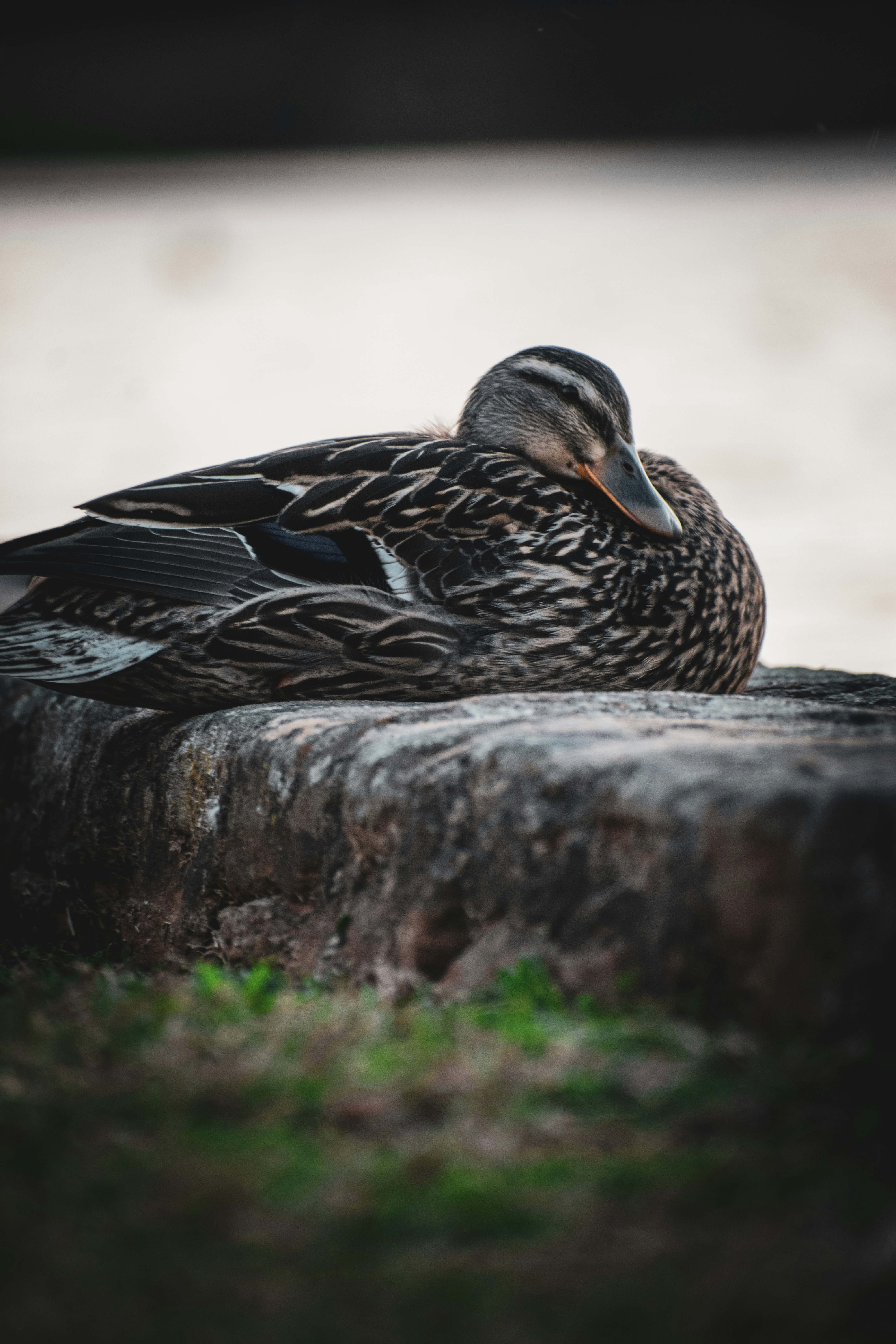 Photo by Josiah Nicklas with Nikon D3400