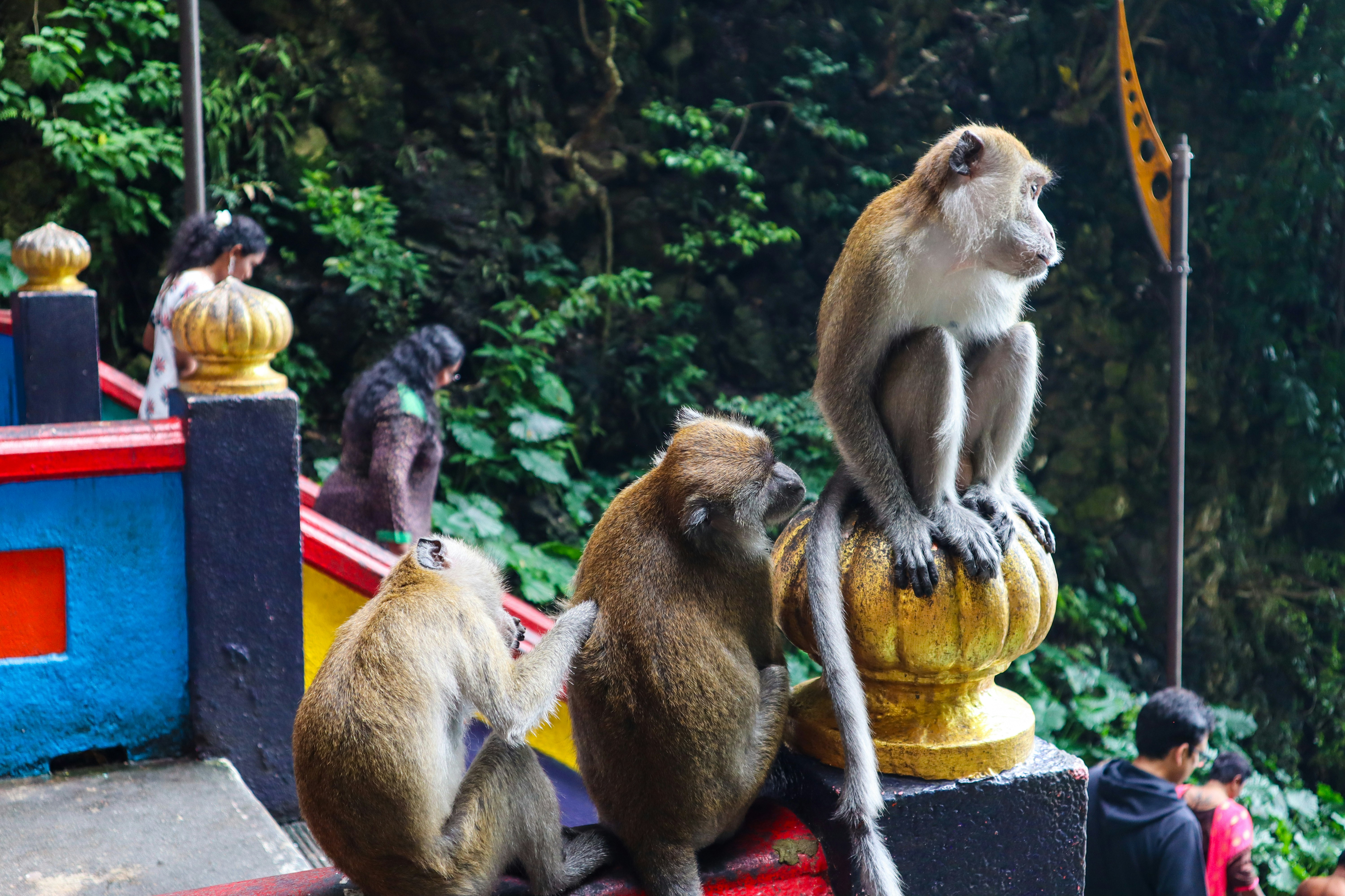 Monkeys on Temple Steps: A Jungle Encounter