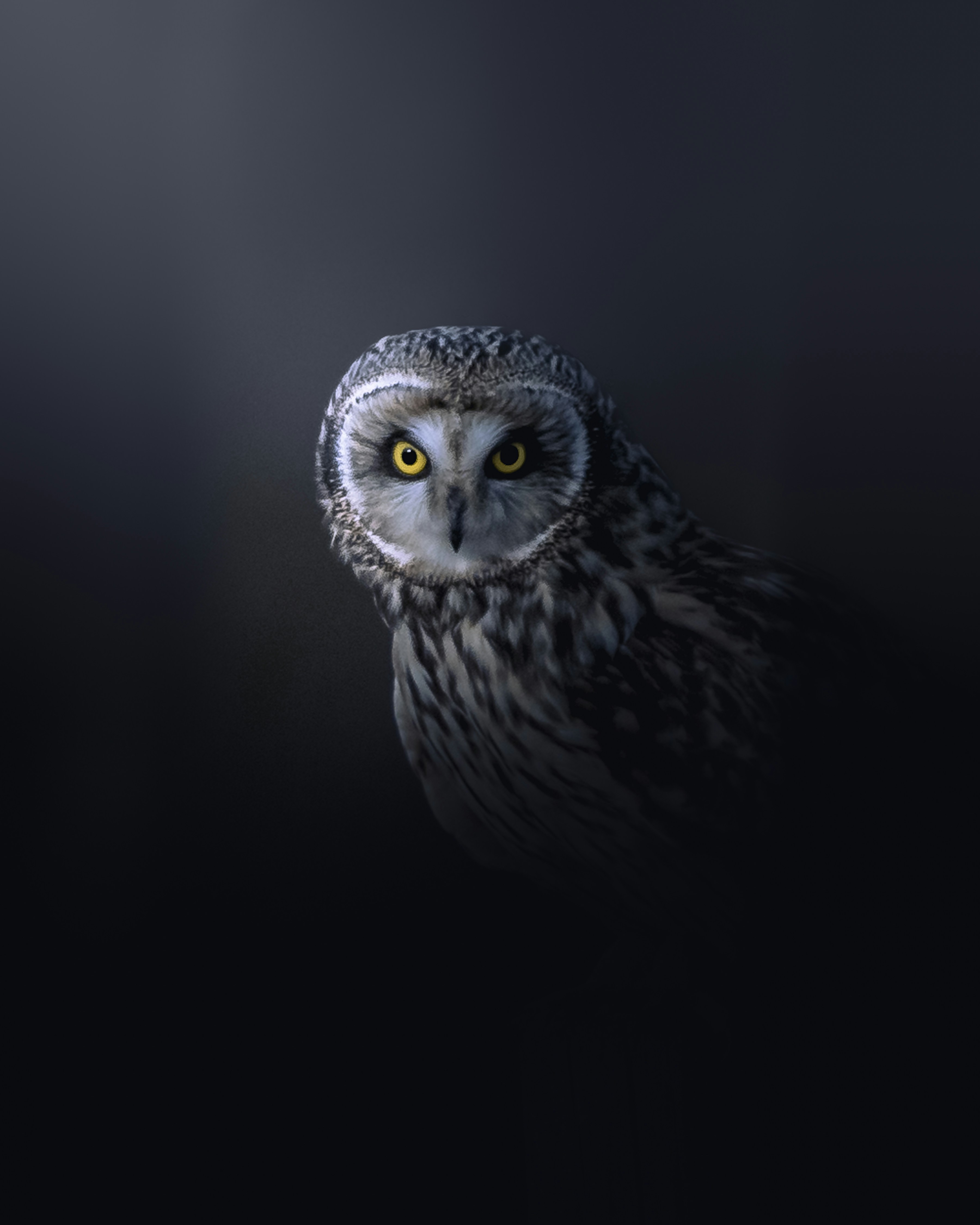 Eye Contact with a short eared owl