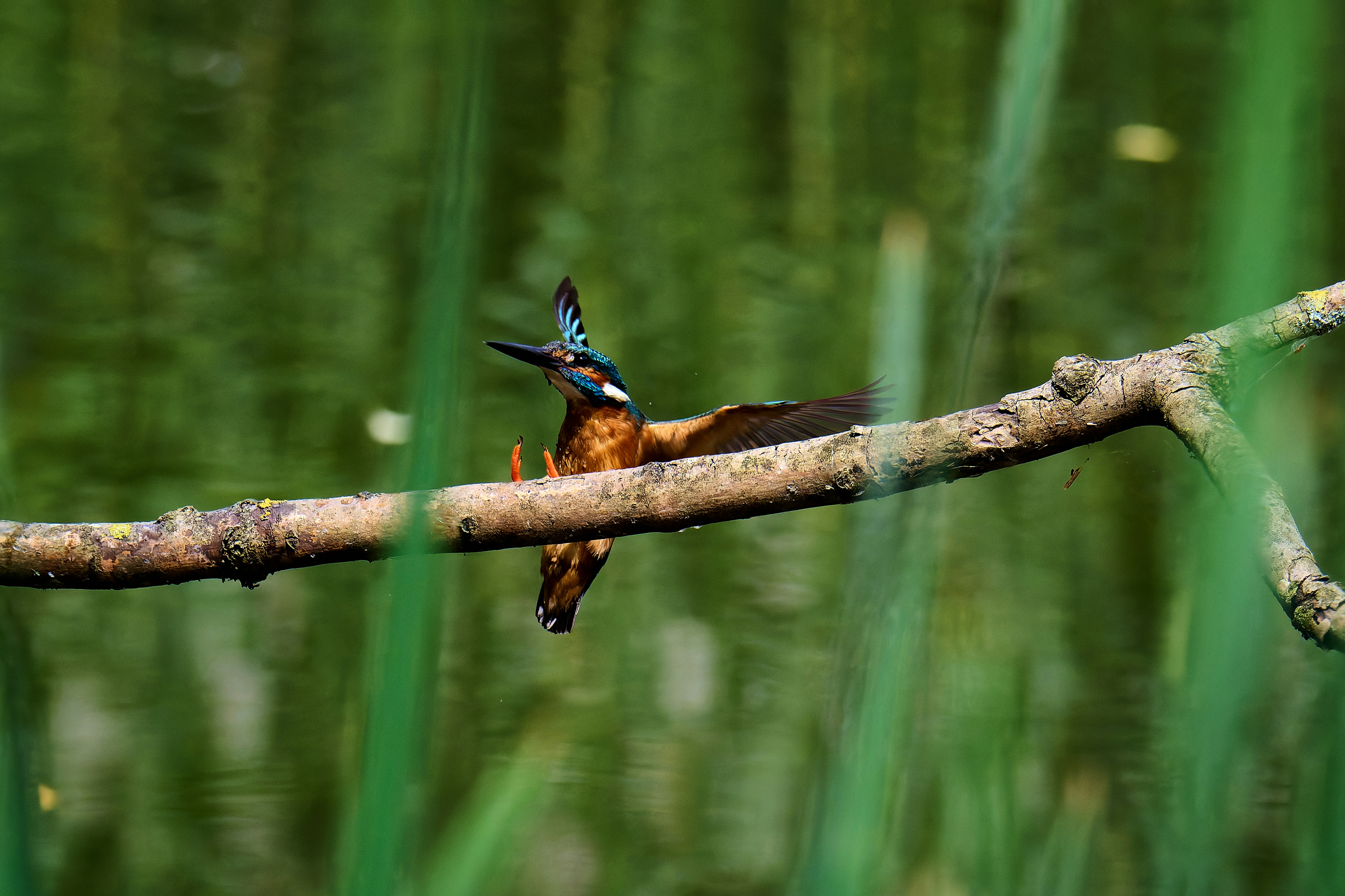 Emerald Glide: Kingfisher Pause on a Mossy Branch