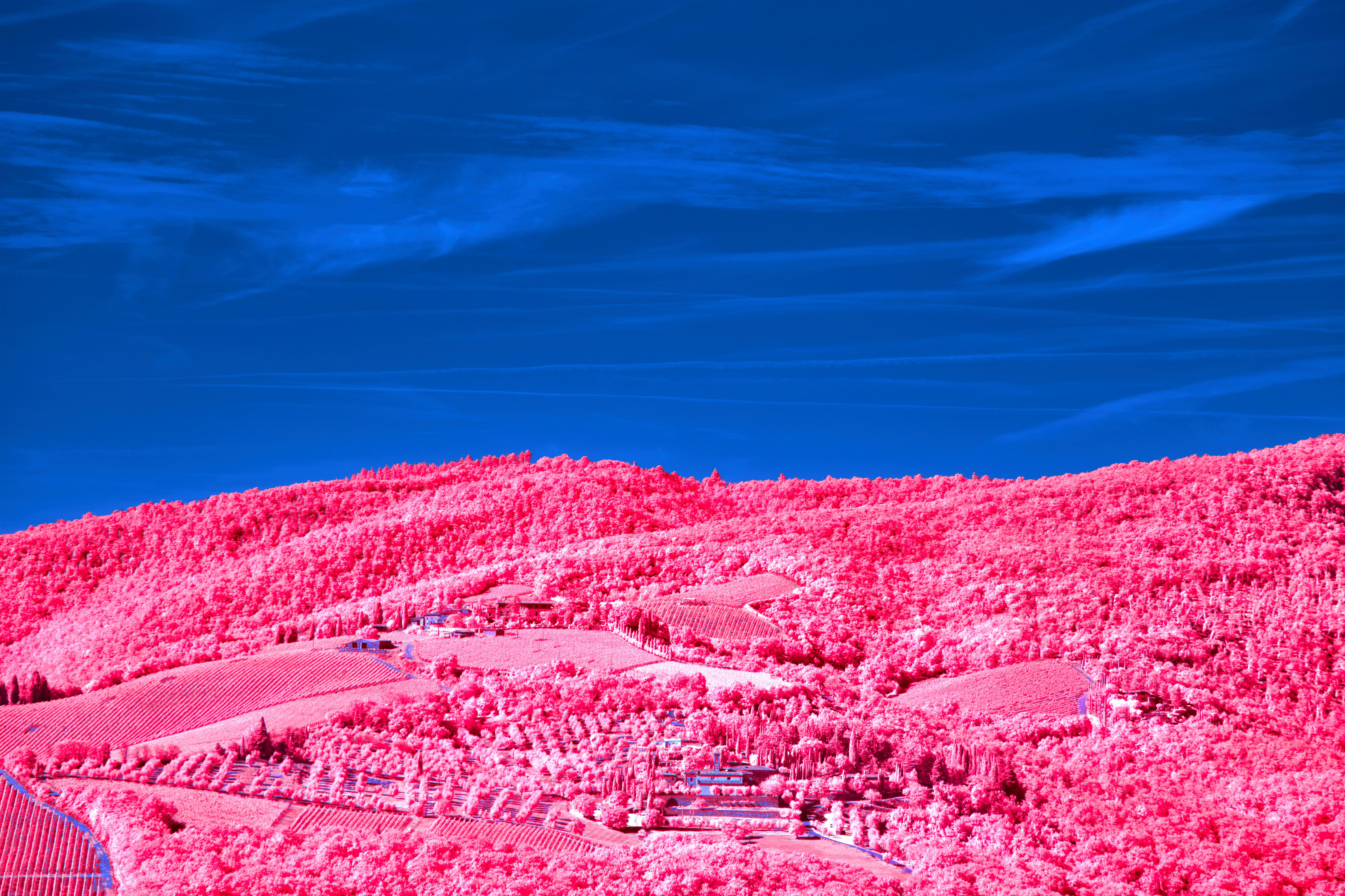 A hill covered in pink trees under a blue sky photo – Free Flower Image ...