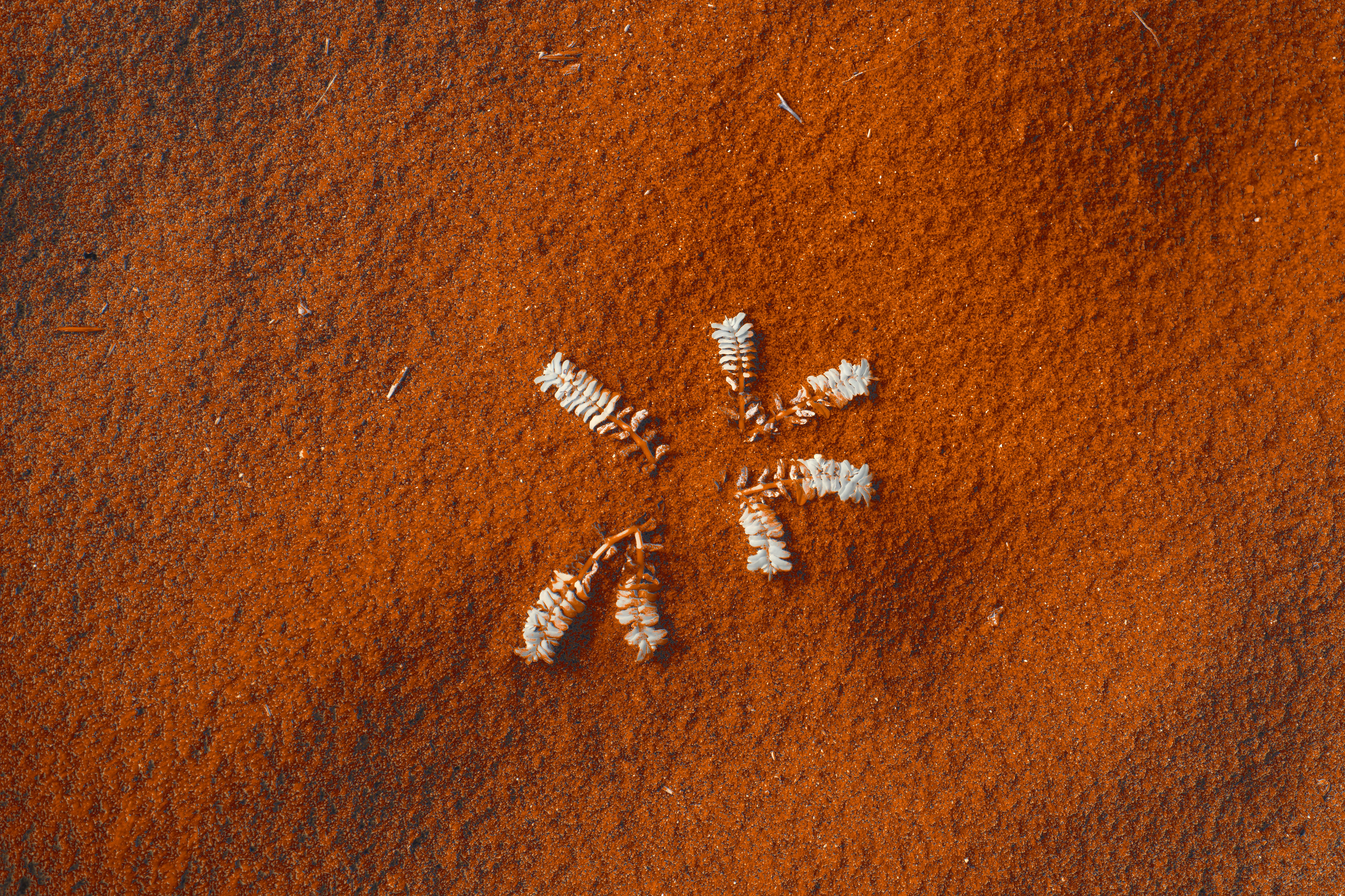 A group of small white objects in the sand photo – Free Brown Image on ...