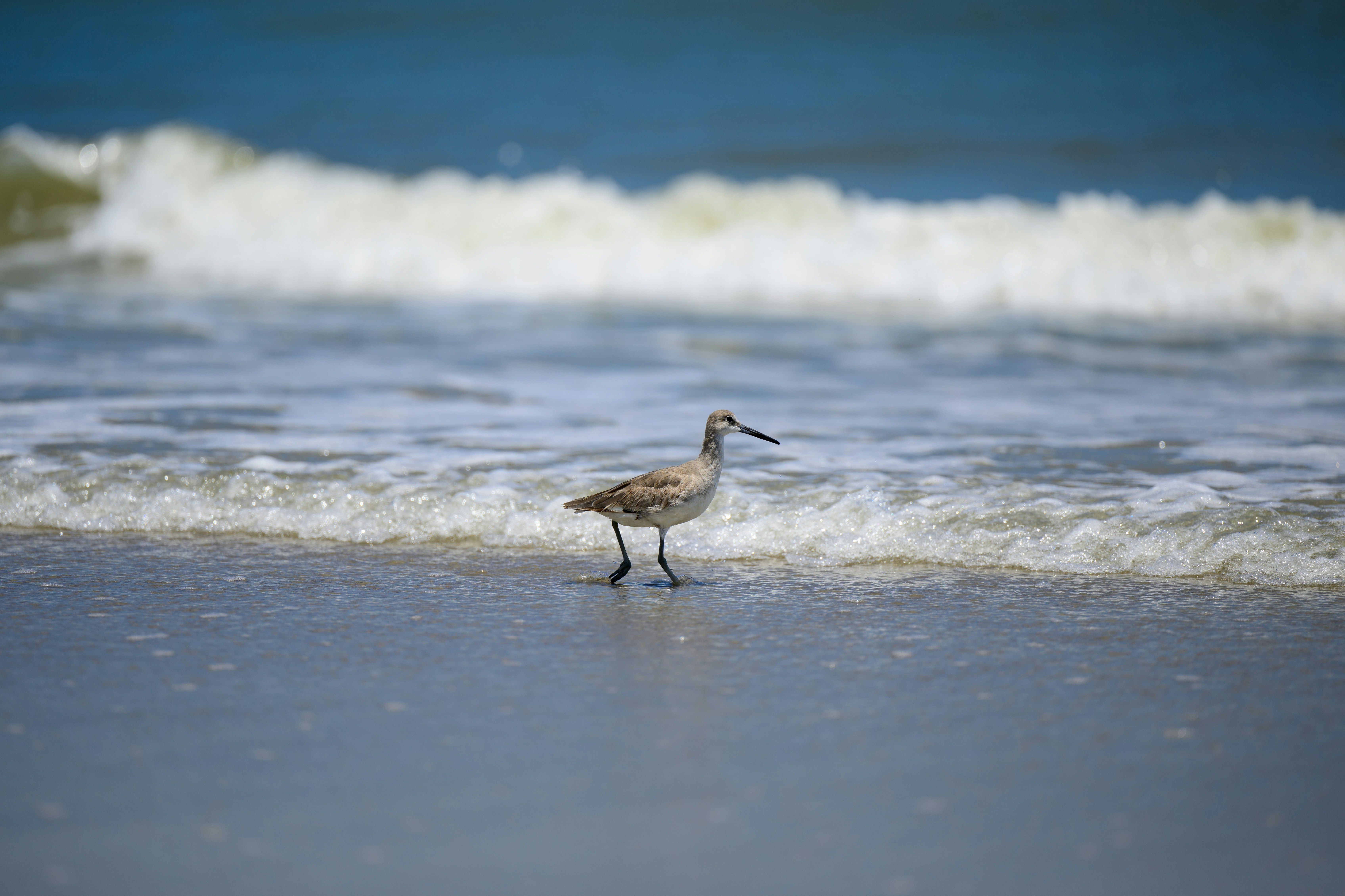 Photo by Josh Howard with Nikon Z9