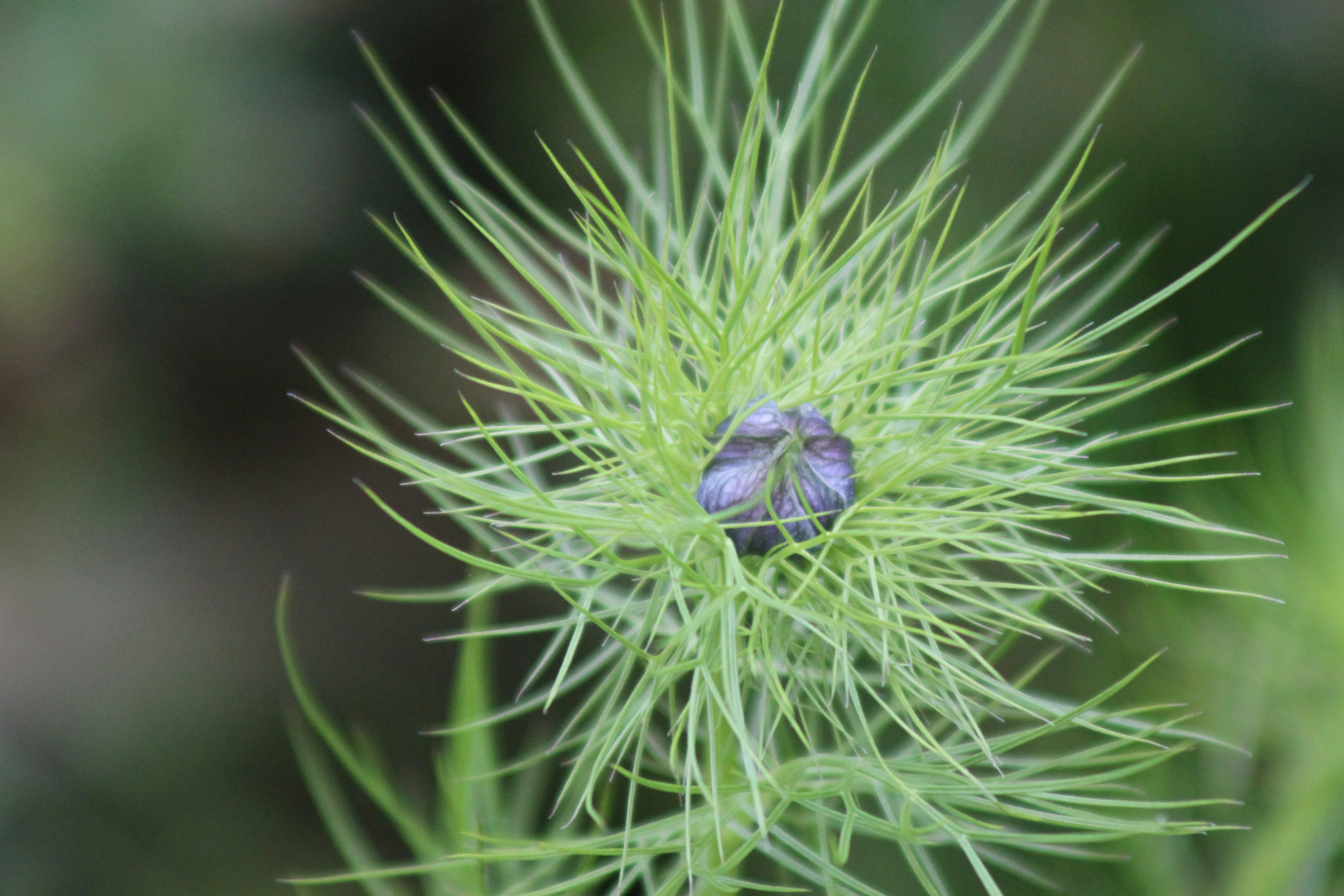 Center of the Spiny Bloom: a purple seed pod surrounded by lime-green bristles