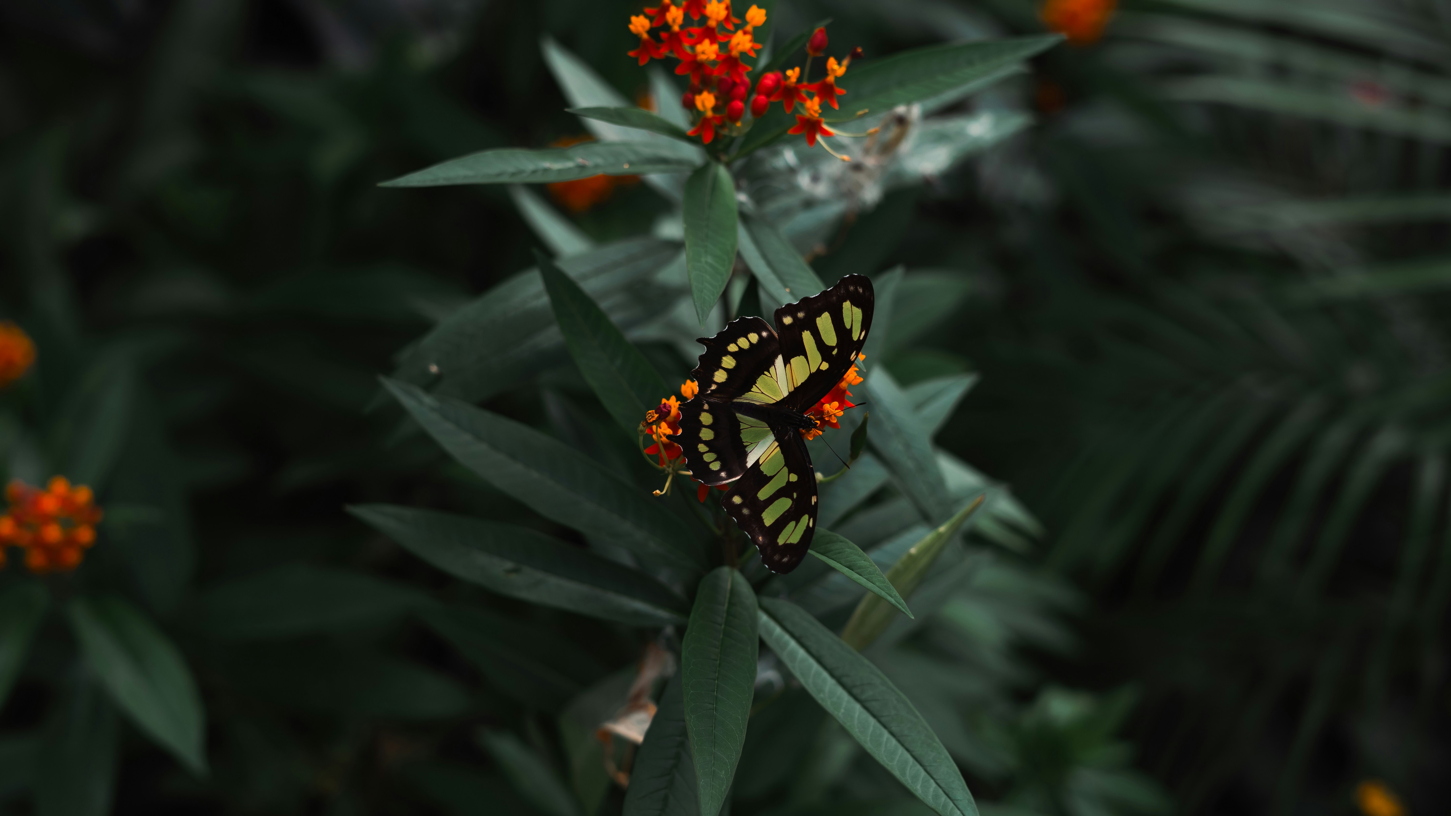 Butterfly perched on lush green leaves with clusters of small orange flowers.