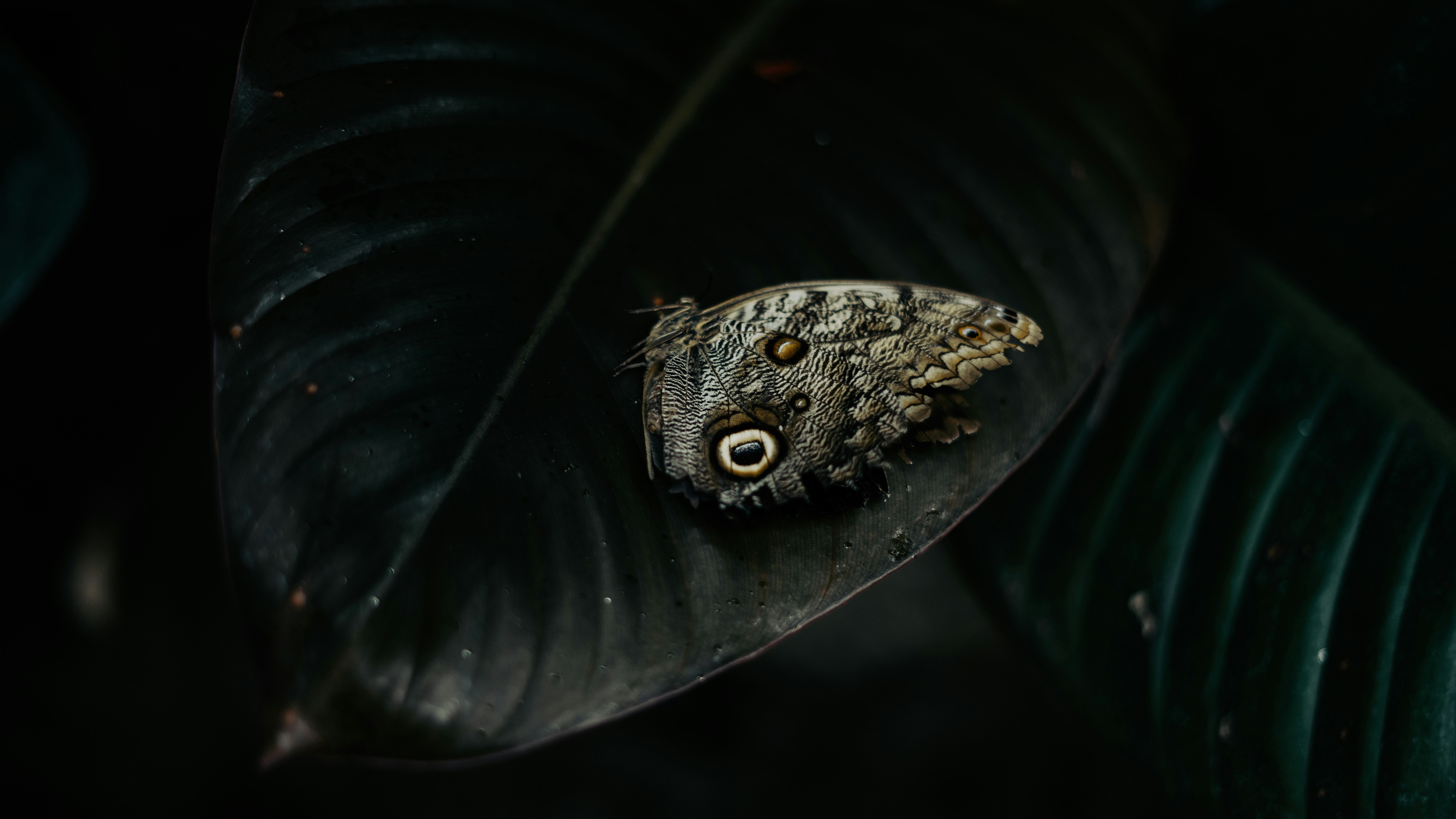 Nocturnal Eye on a Velvet Leaf