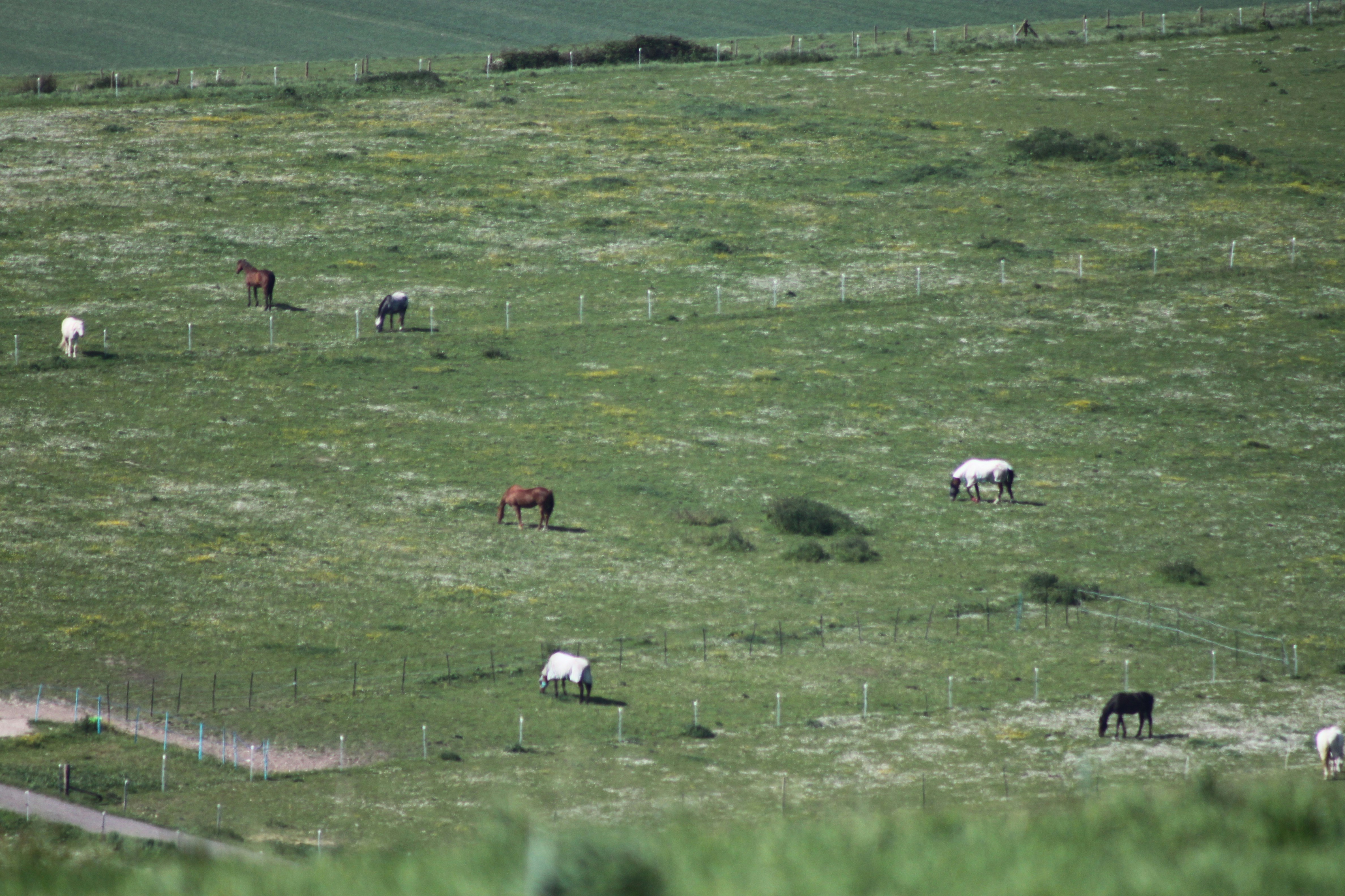 Herd at Dappled Horizon: Horses Grazing Across a Rolling Meadow