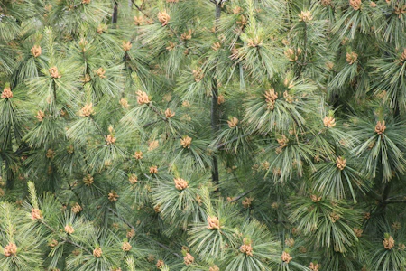 Needlework in Green: A Dense Mosaic of Pine Sprigs