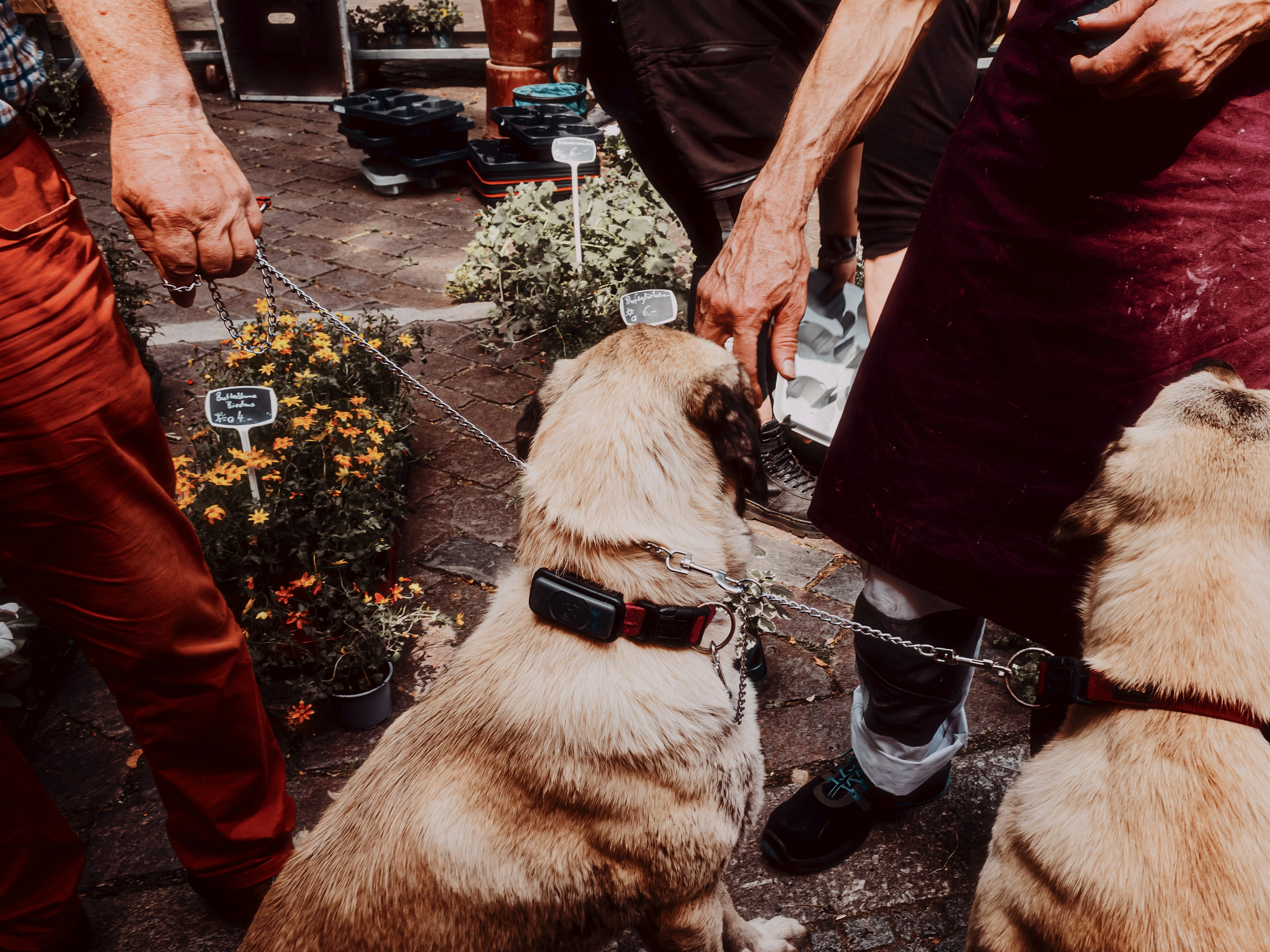 Courtyard Companions: Leashed Dogs Amid Plant Life
