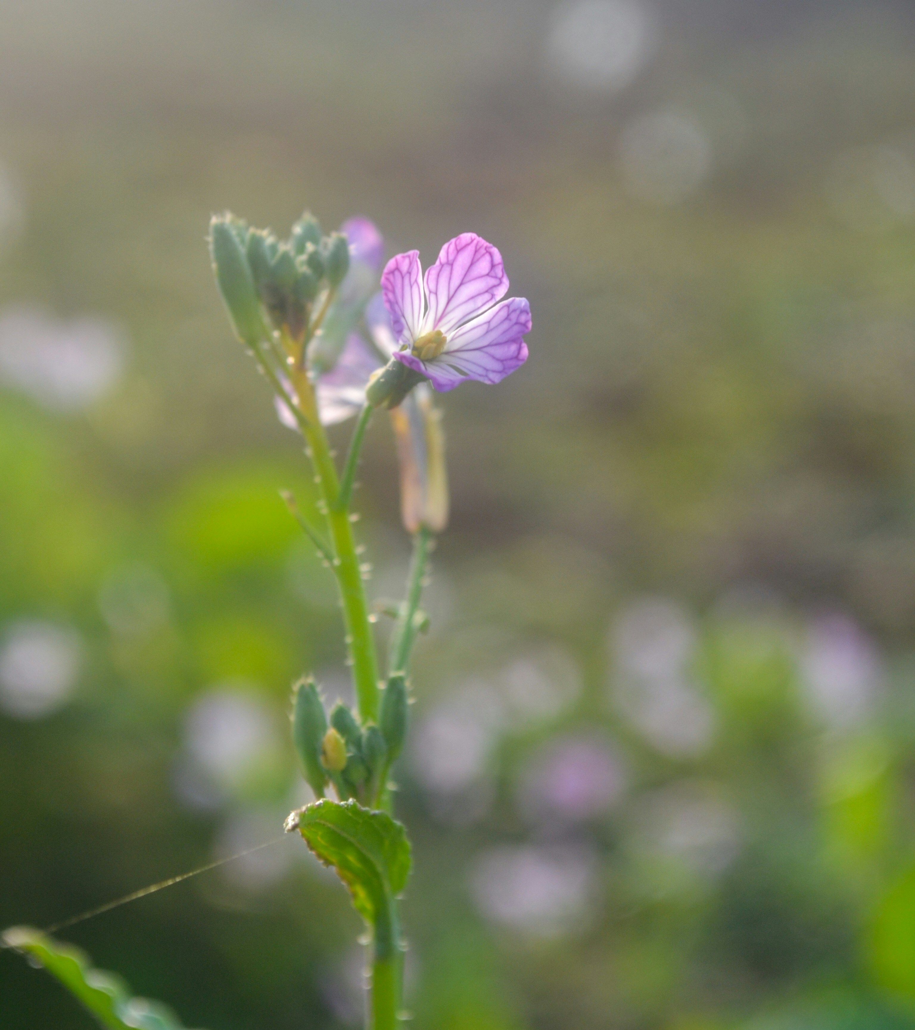 Violet Vein: A Delicate Meadow Flower in Soft Backlight.