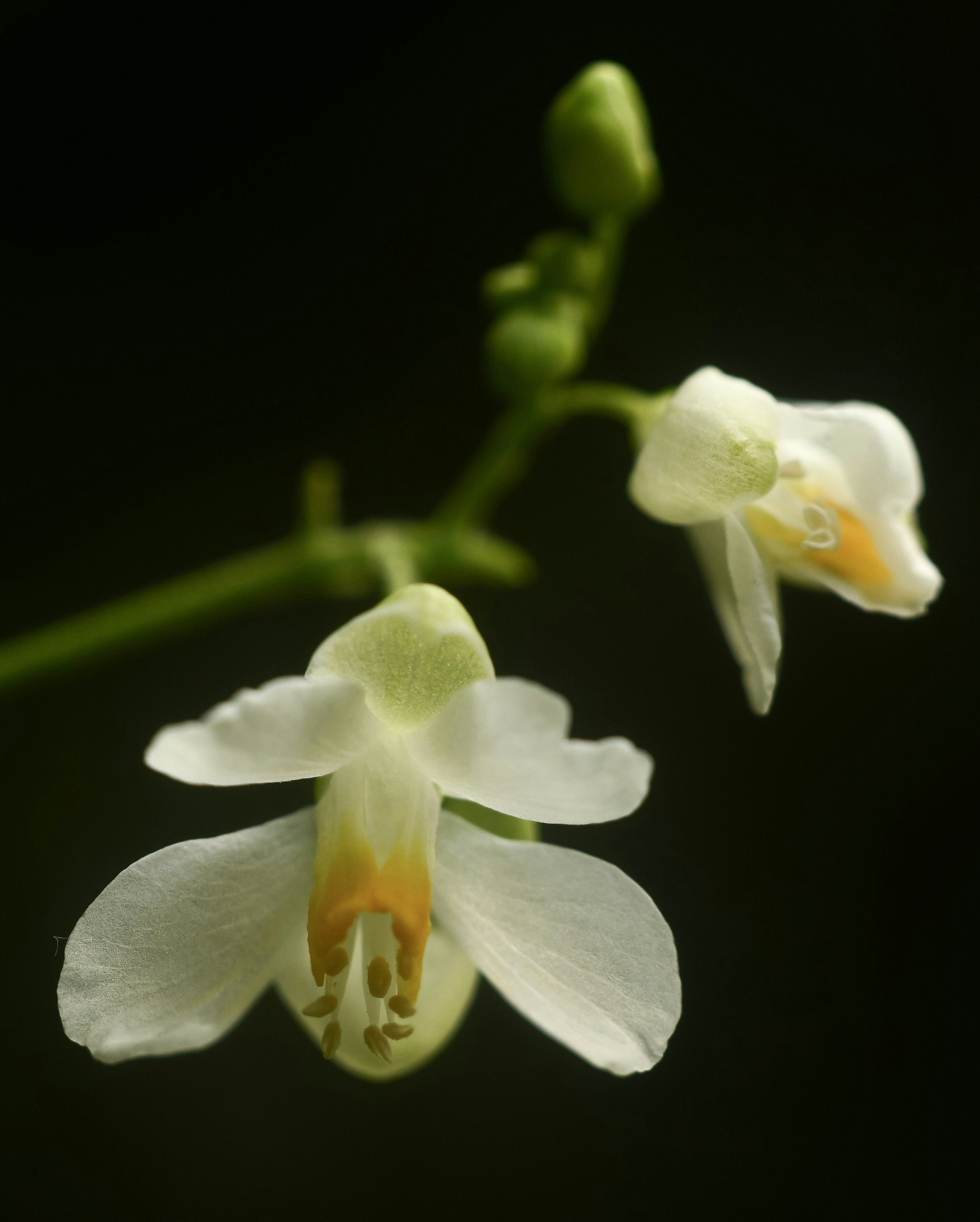 White Orchid in Soft Focus: A Delicate Bloom Framed by Darkness