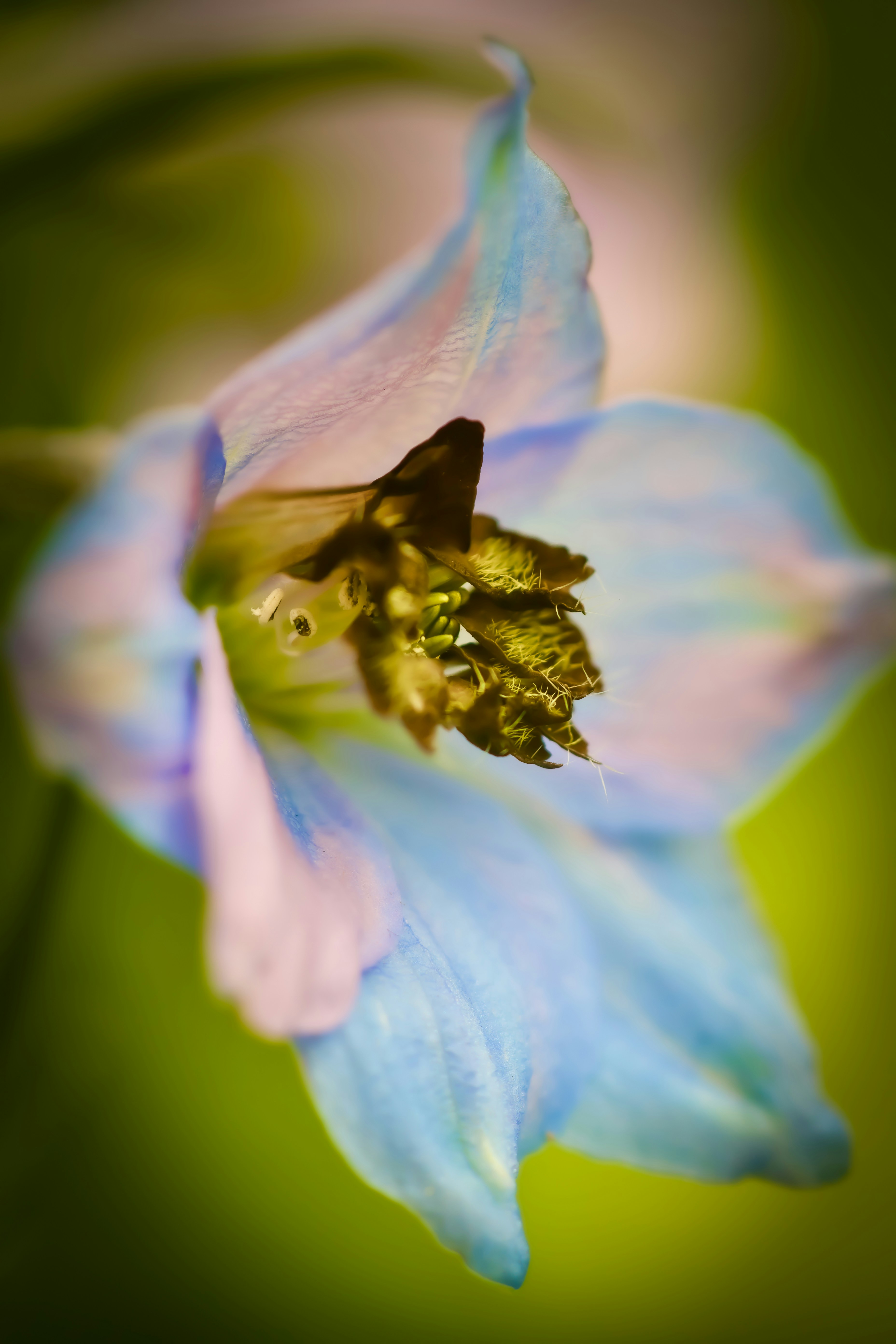 Violet Bloom’s Hidden Center: A Macro Moment
