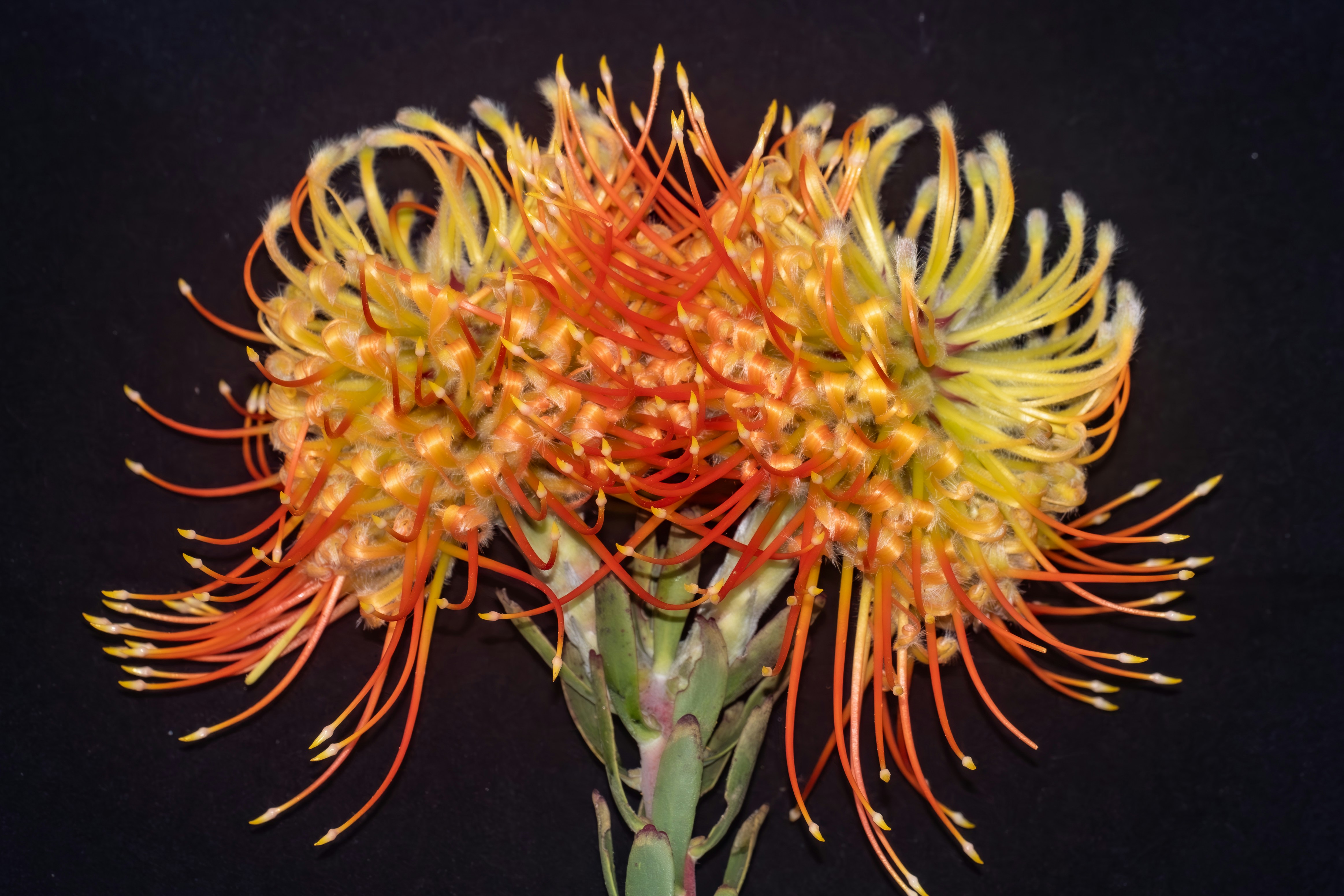 Protea Firework: pincushion bloom glows against velvet black