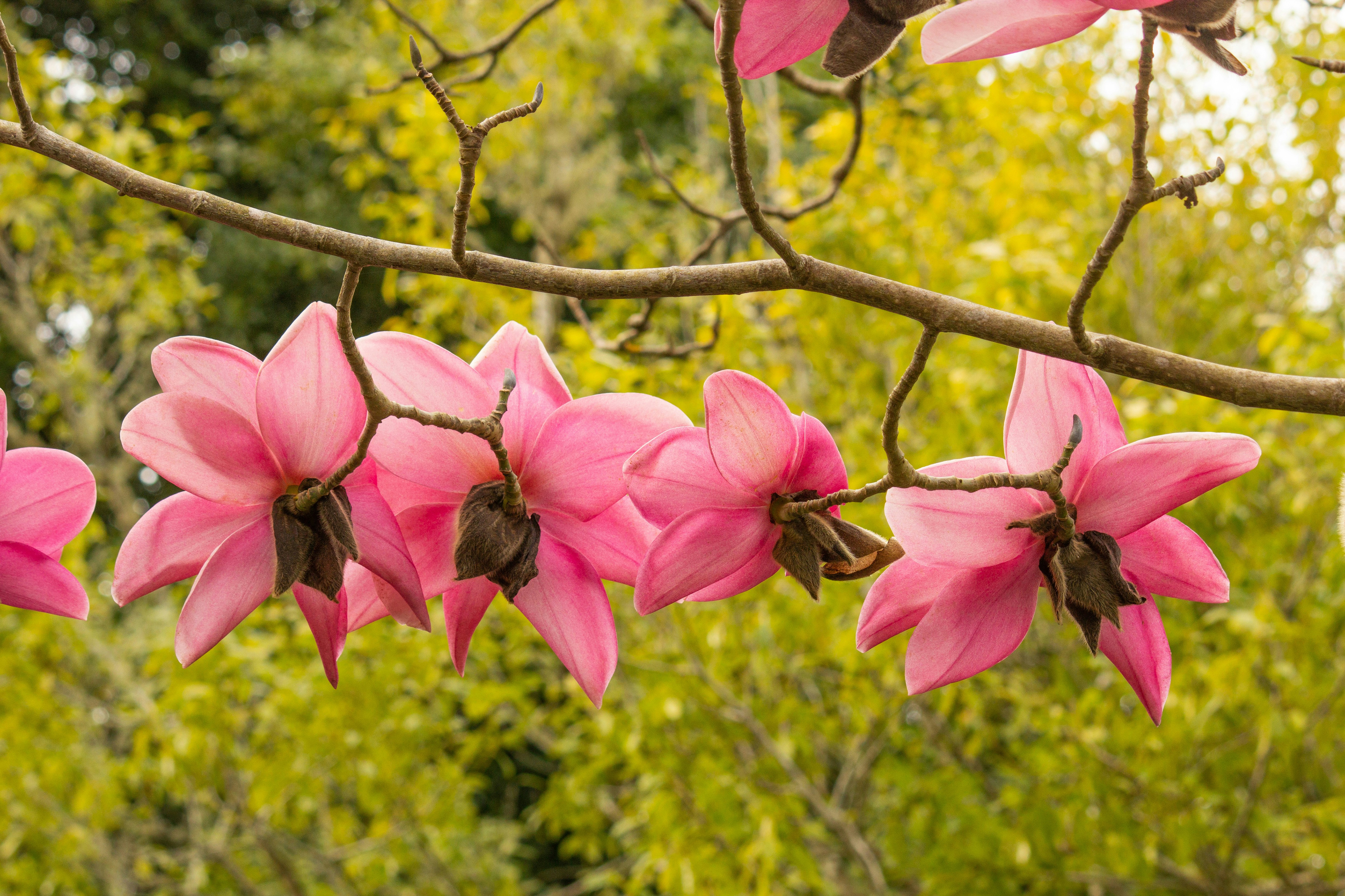 Una rama con flores rosadas colgando de ella foto – Imagen de Flores ...