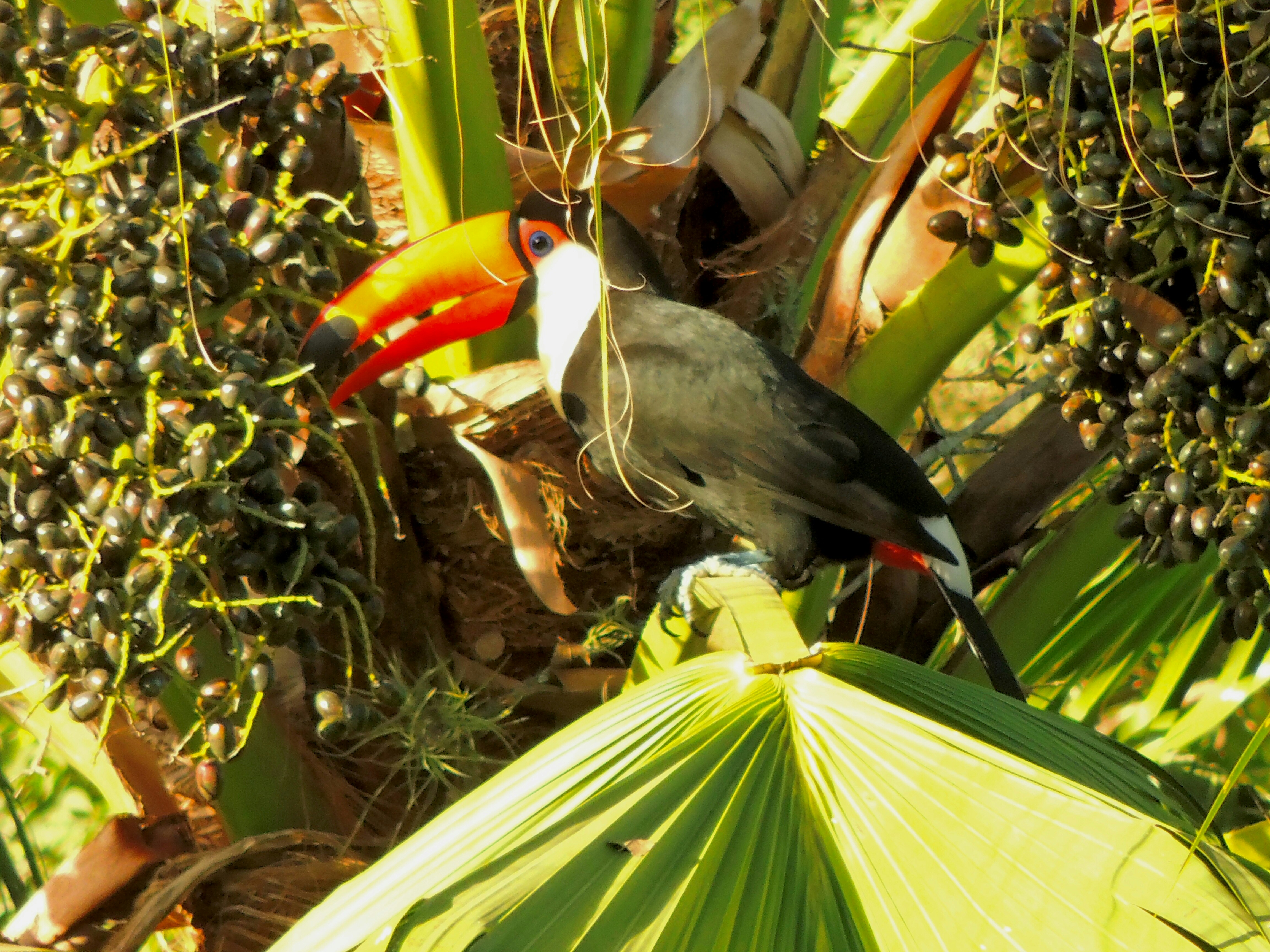 Crimson Beak in Sunlit Canopy: Toucan on a Palm Perch