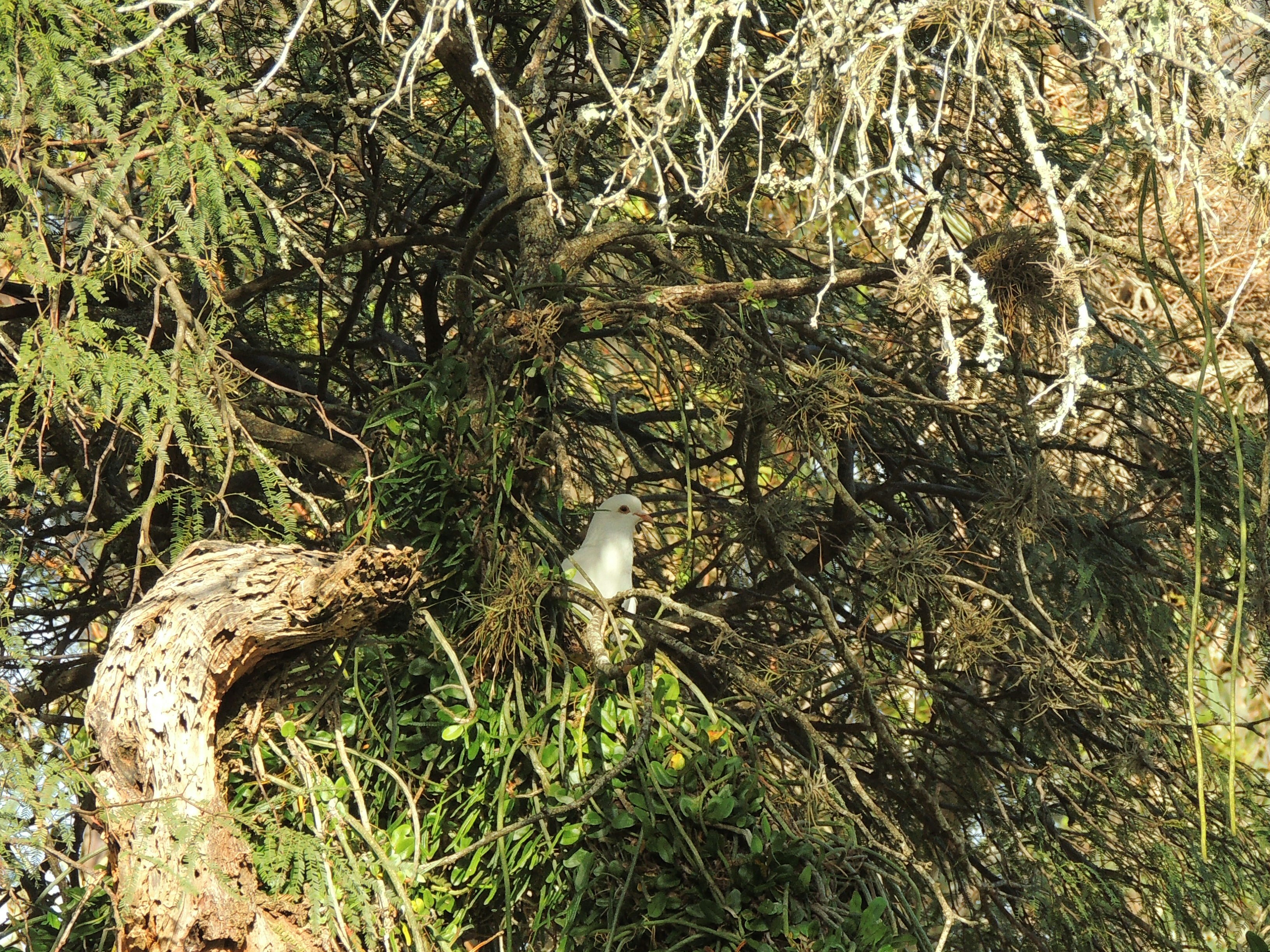 White Dove in a Tangled Pine Canopy