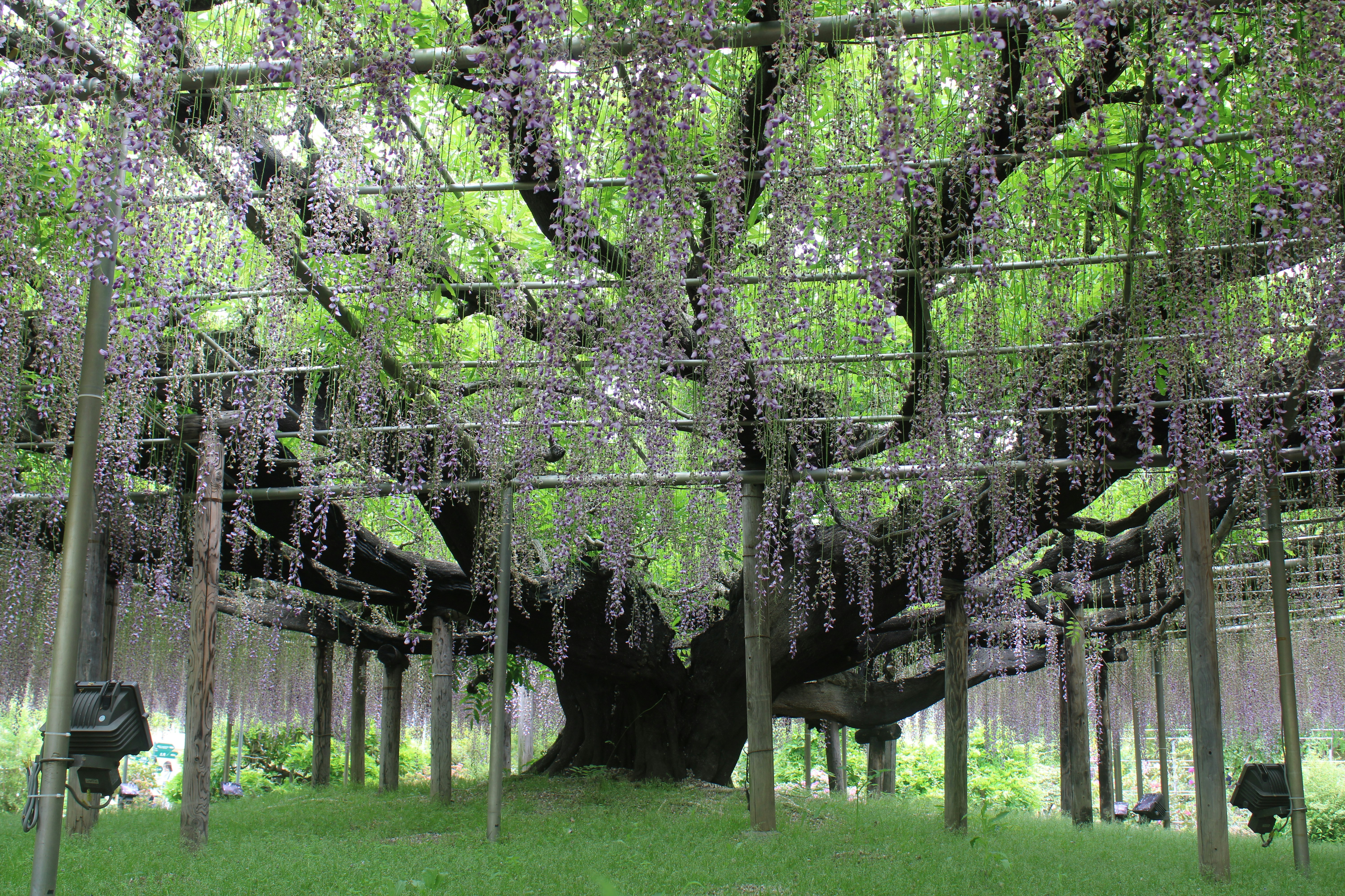 Wisteria Cathedral Over a Quiet Garden: A Canopy of Violet Cascades