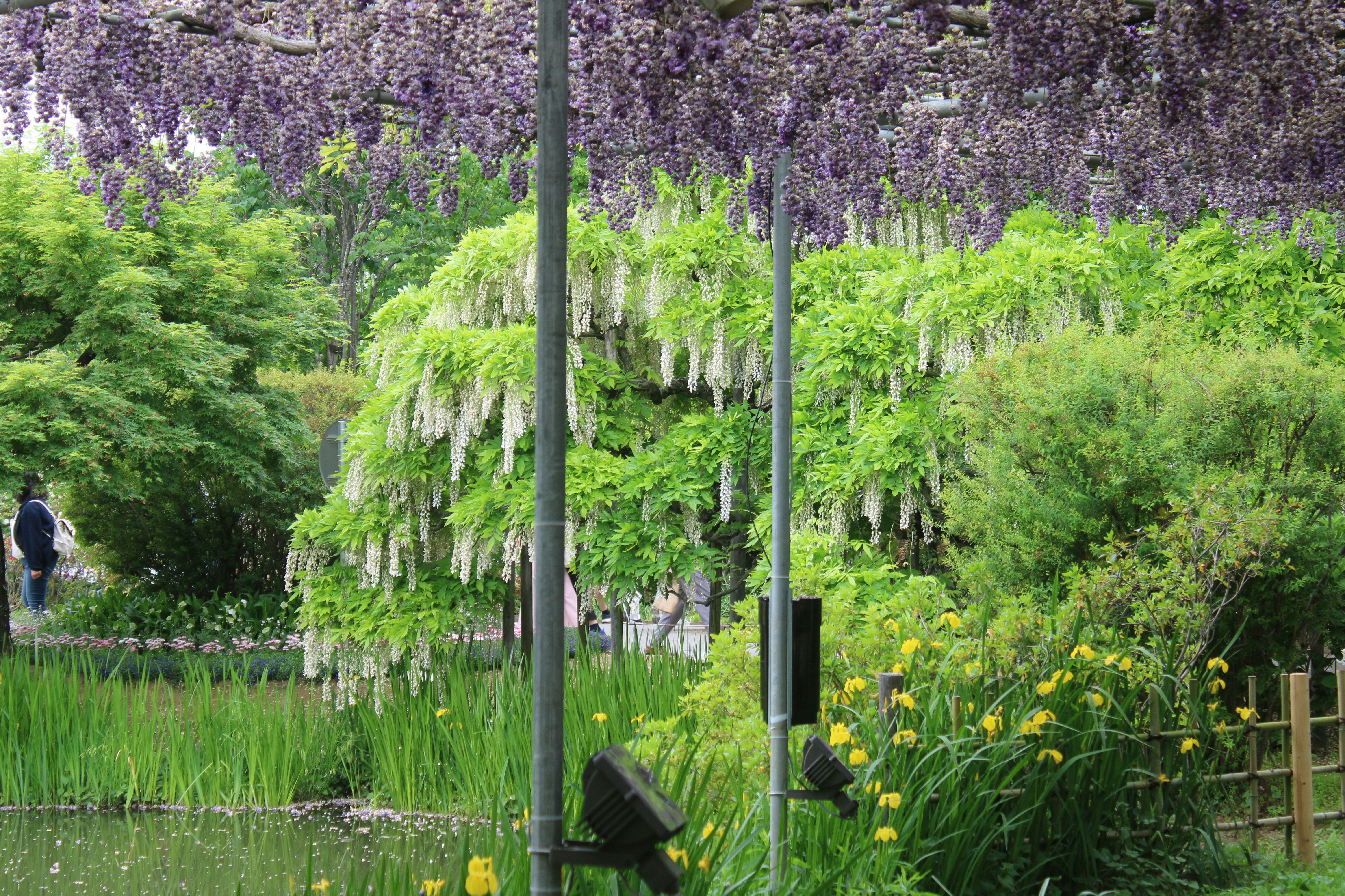 Wisteria Canopy over a Tranquil Garden Path