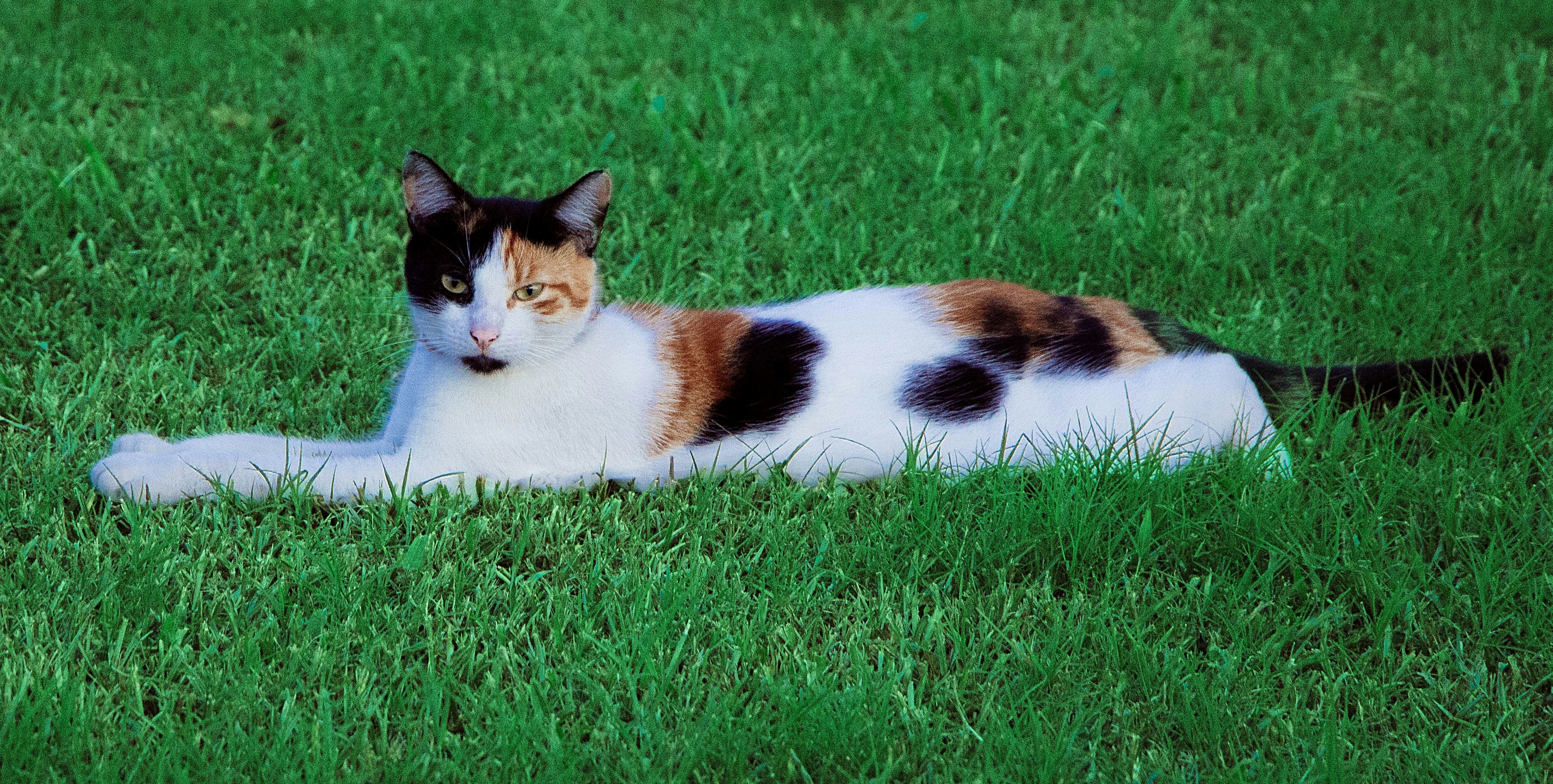 Calico on Emerald Grass: A Sunlit Lawn Portrait