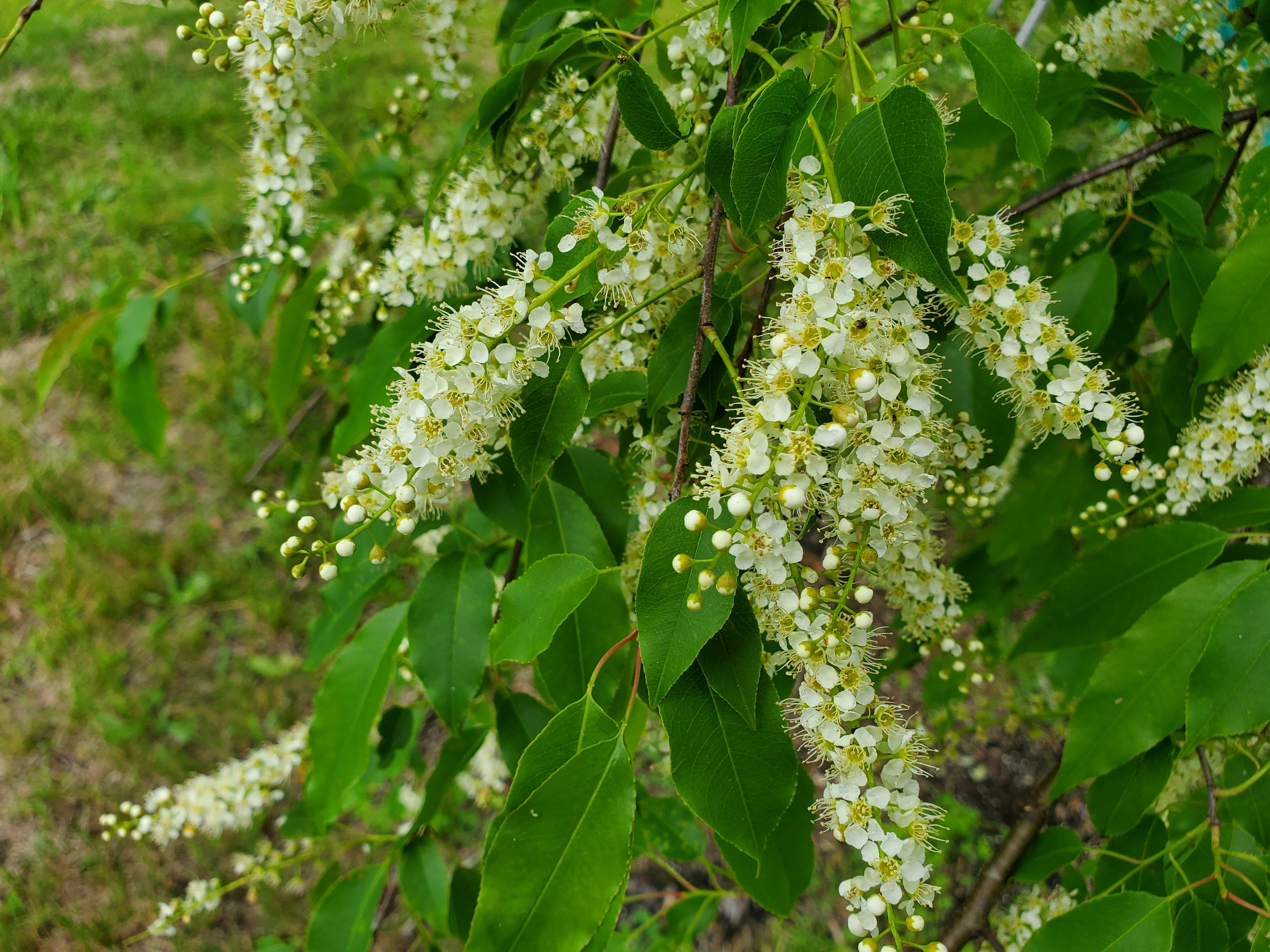 Ivory Catkins Draped Over a Verdant Branch