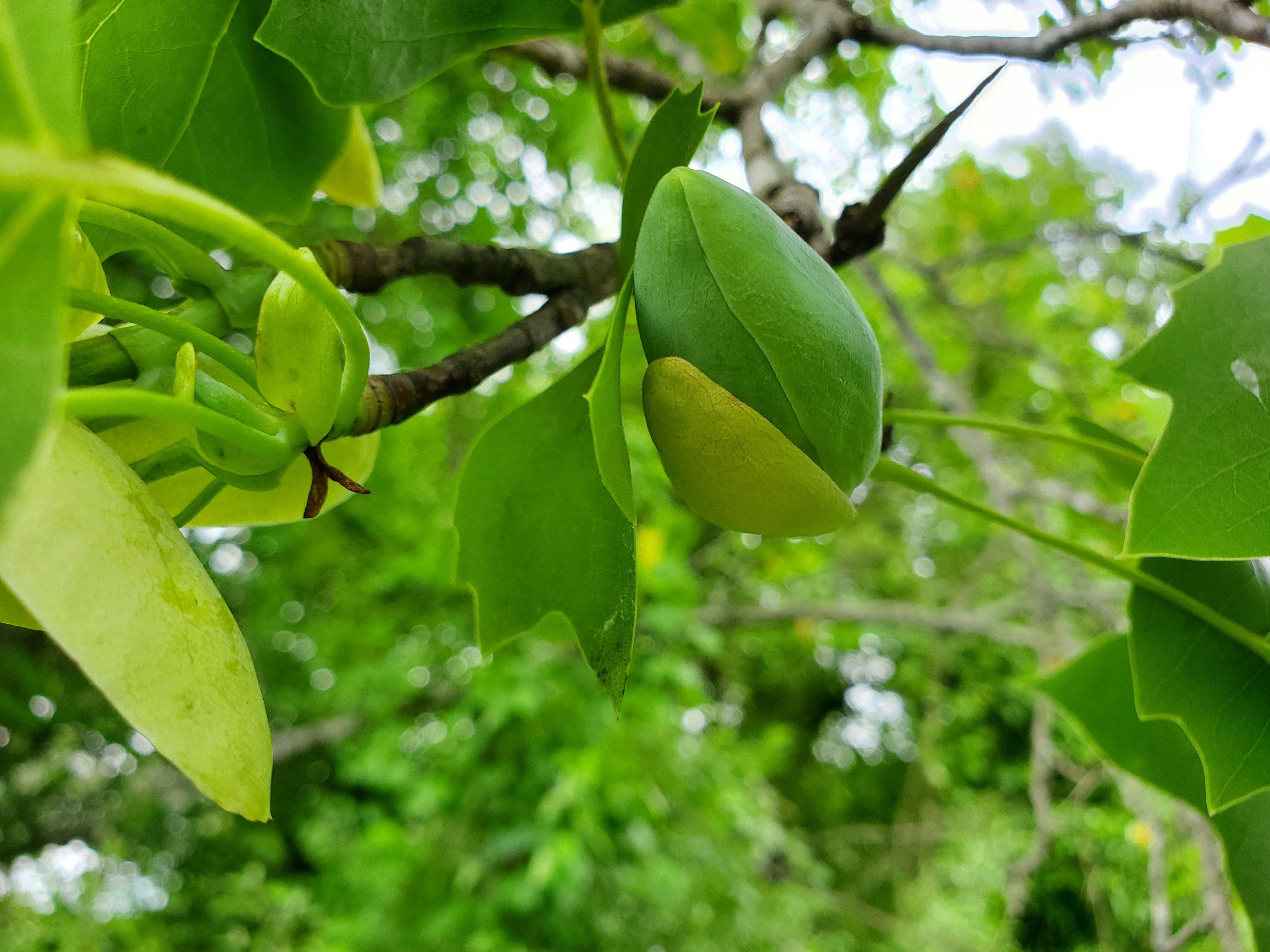 Emerging Tulip Poplar Bloom