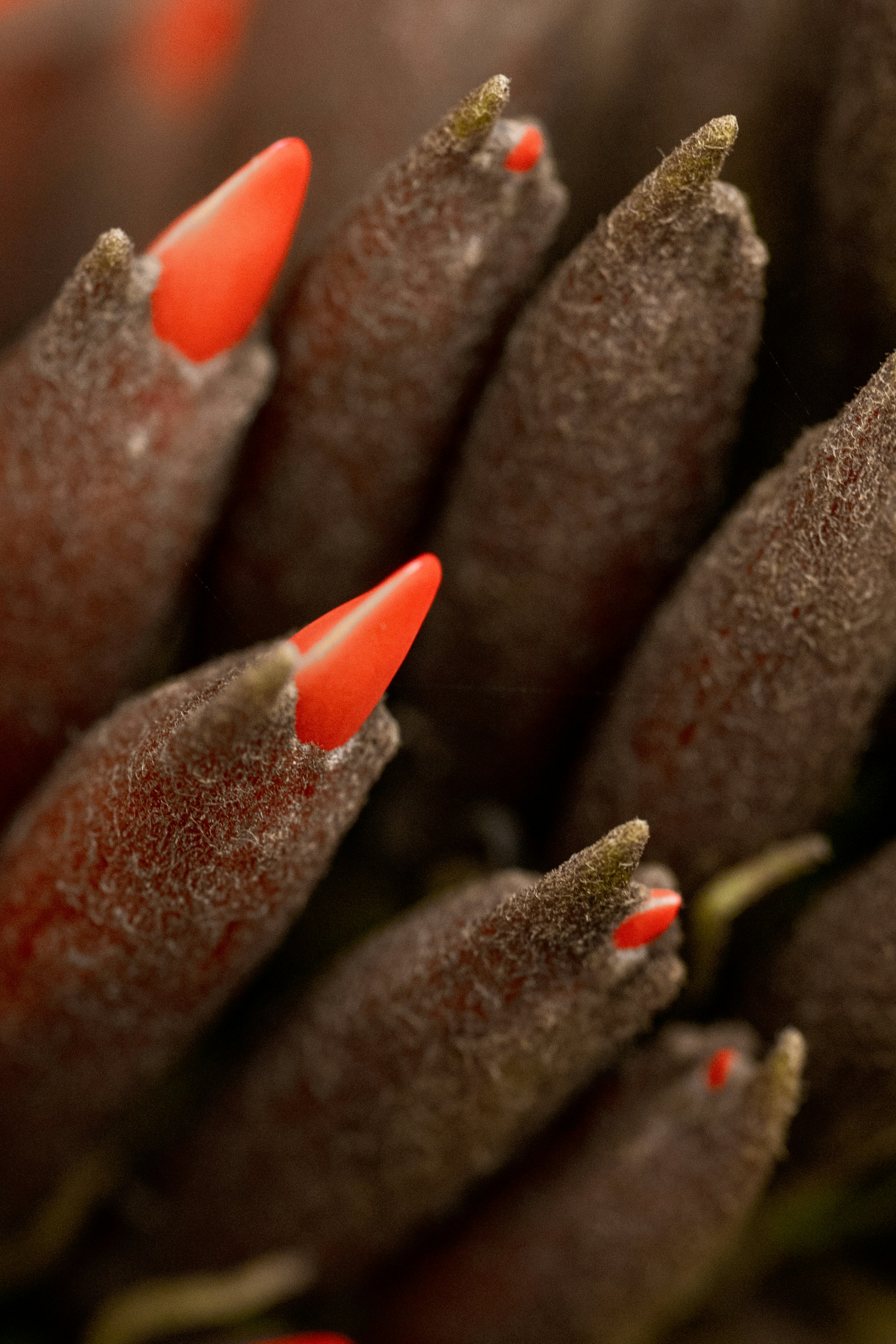 Crimson Tips Among Velvet Pine Scales