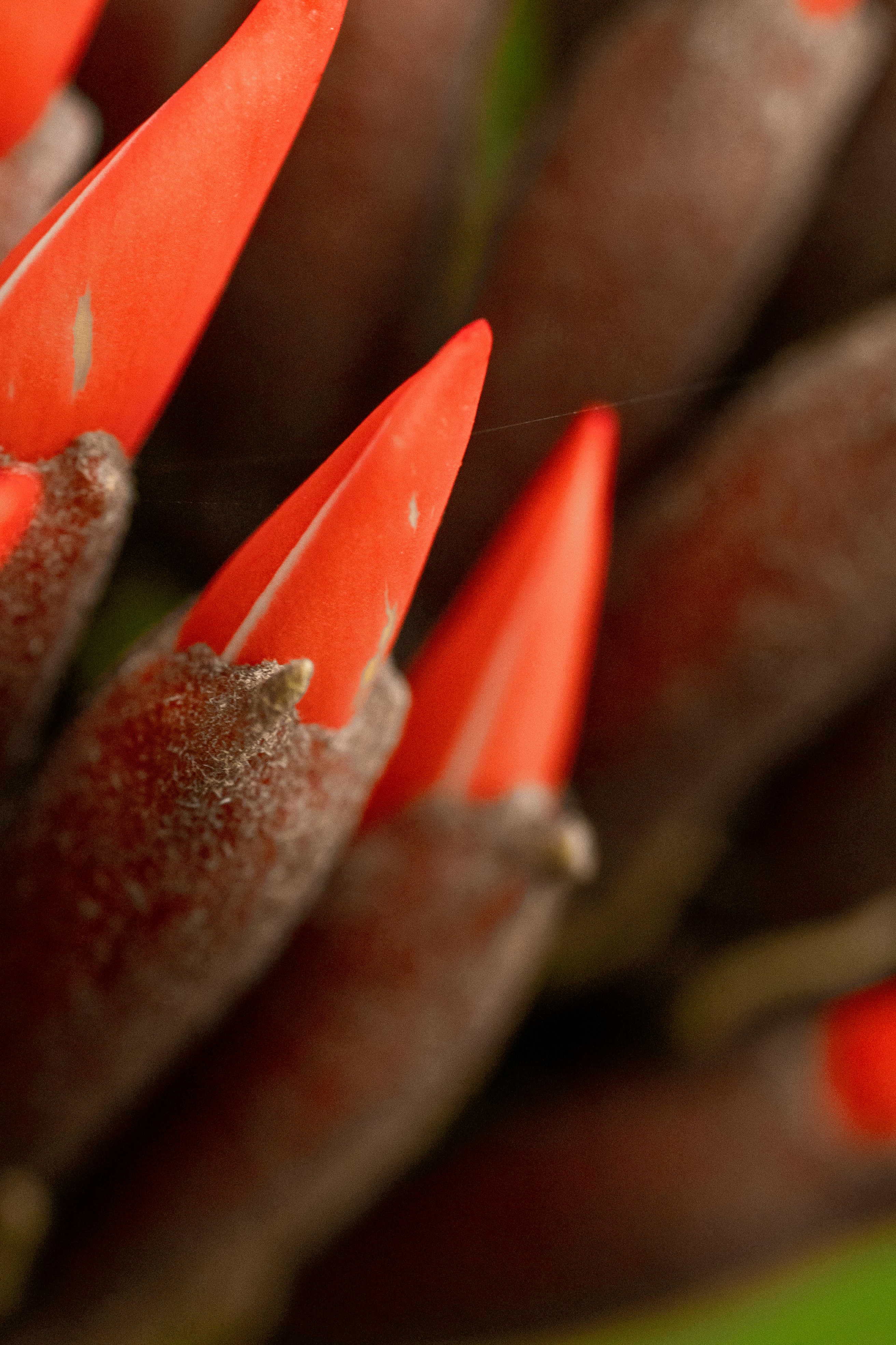 Crimson Buds: A Close-up of Fiery Plant Spikes