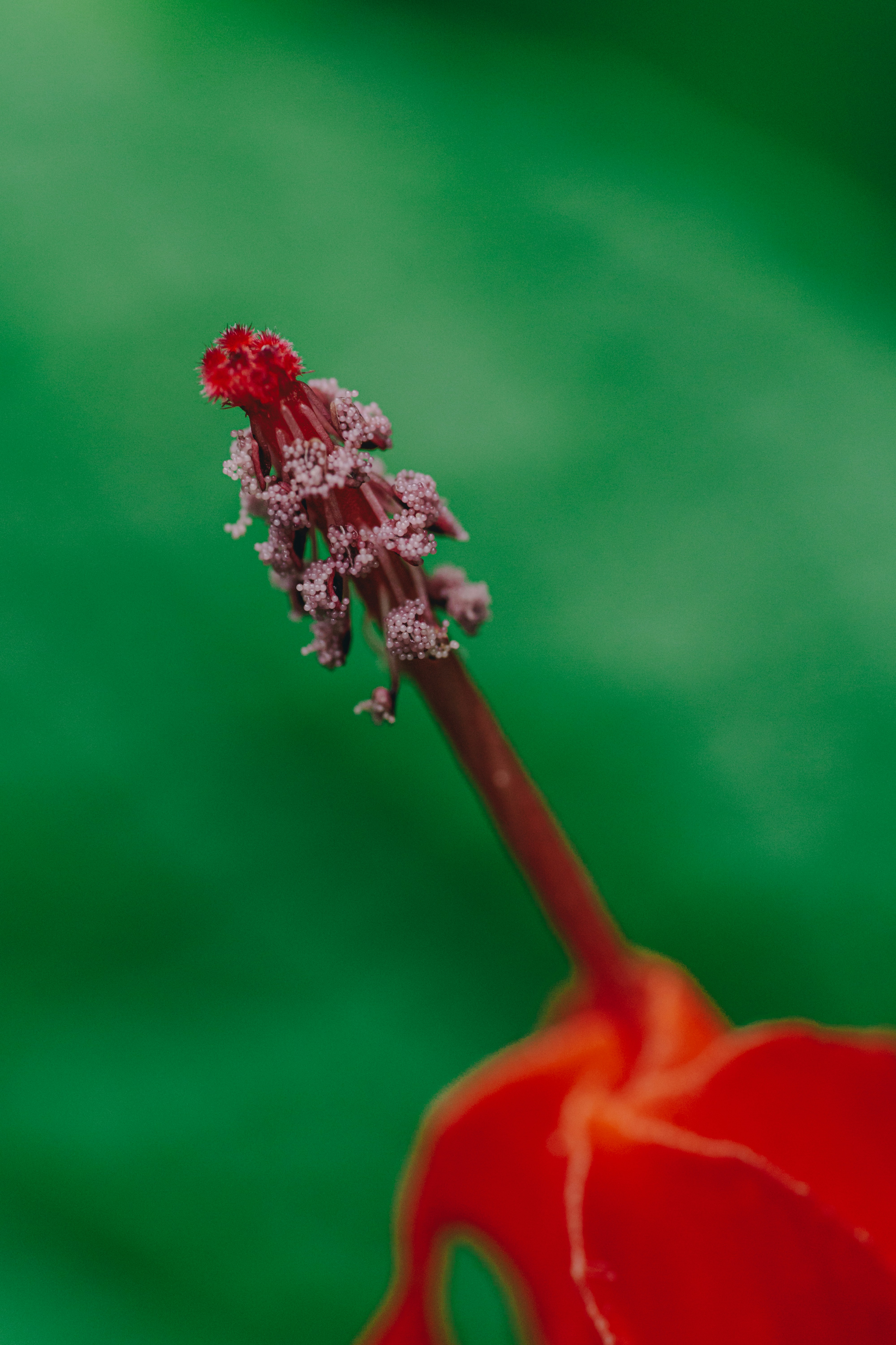 Crimson Stamen Crown: A Macro Portrait of Hibiscus Pollen