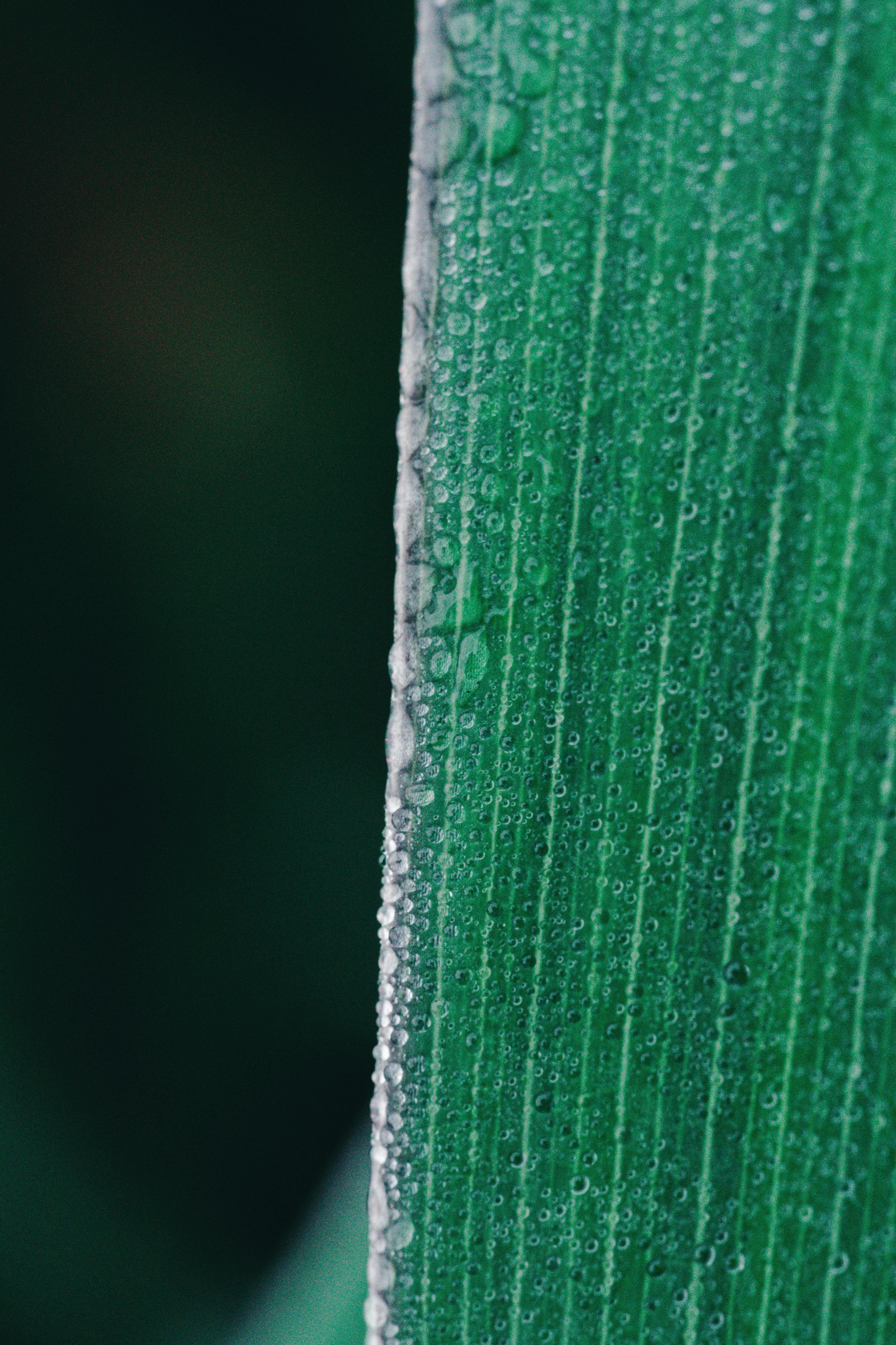 Verdant Edge in Focus: Dew-kissed Macro on a Leaf