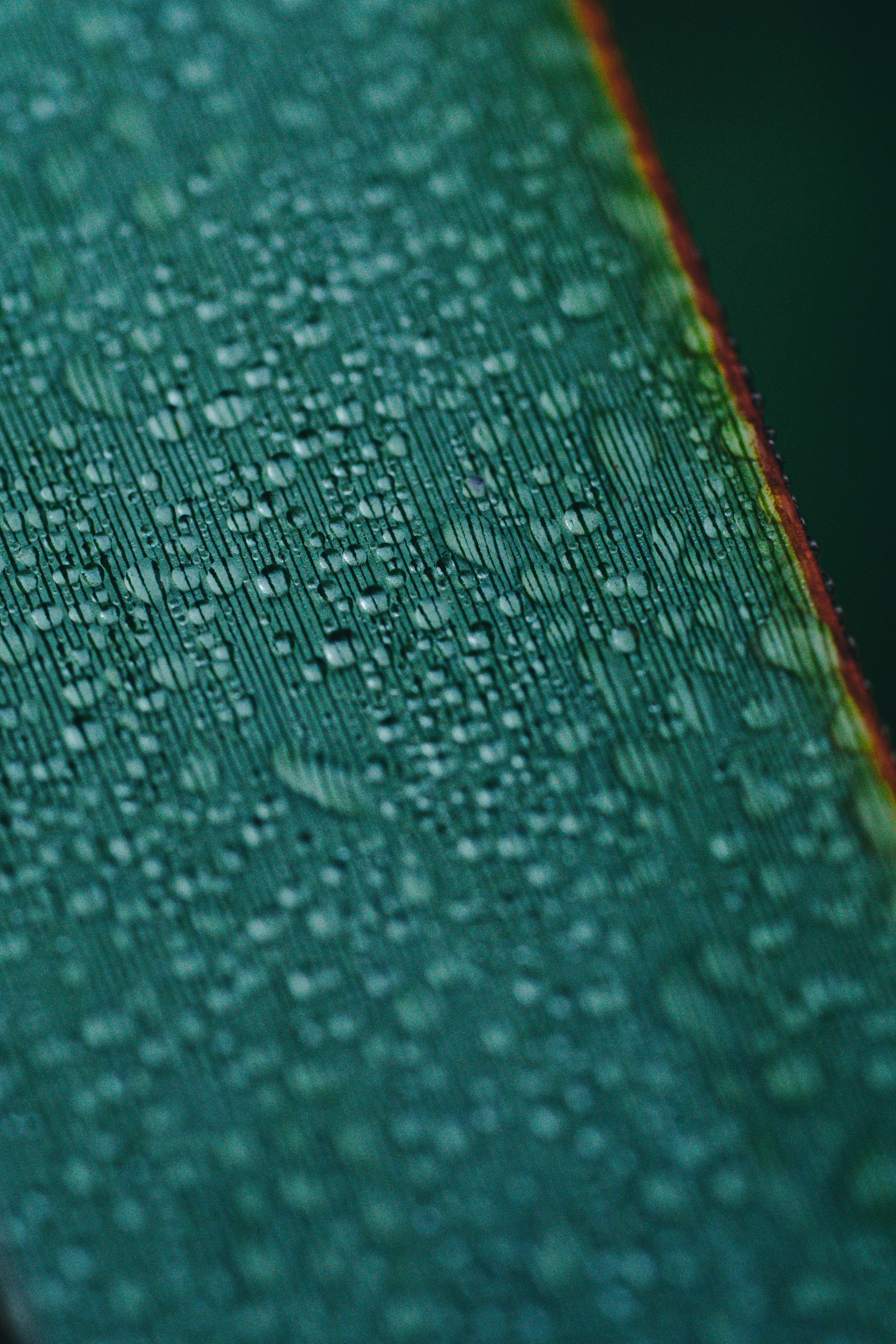 Dew Glyphs Along a Cyan Leaf Edge