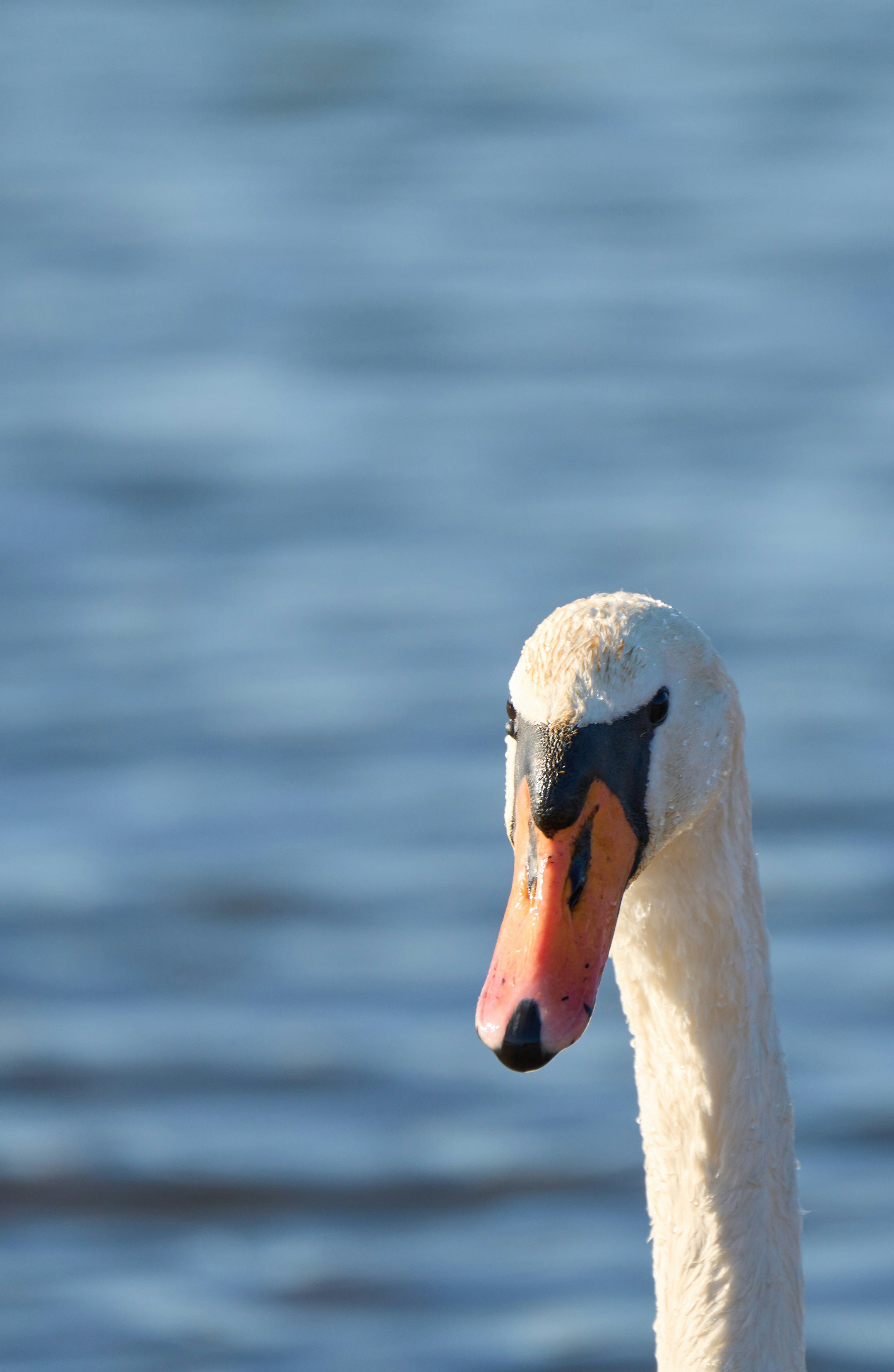 A close up of a swan near the water photo – Free Animal Image on Unsplash