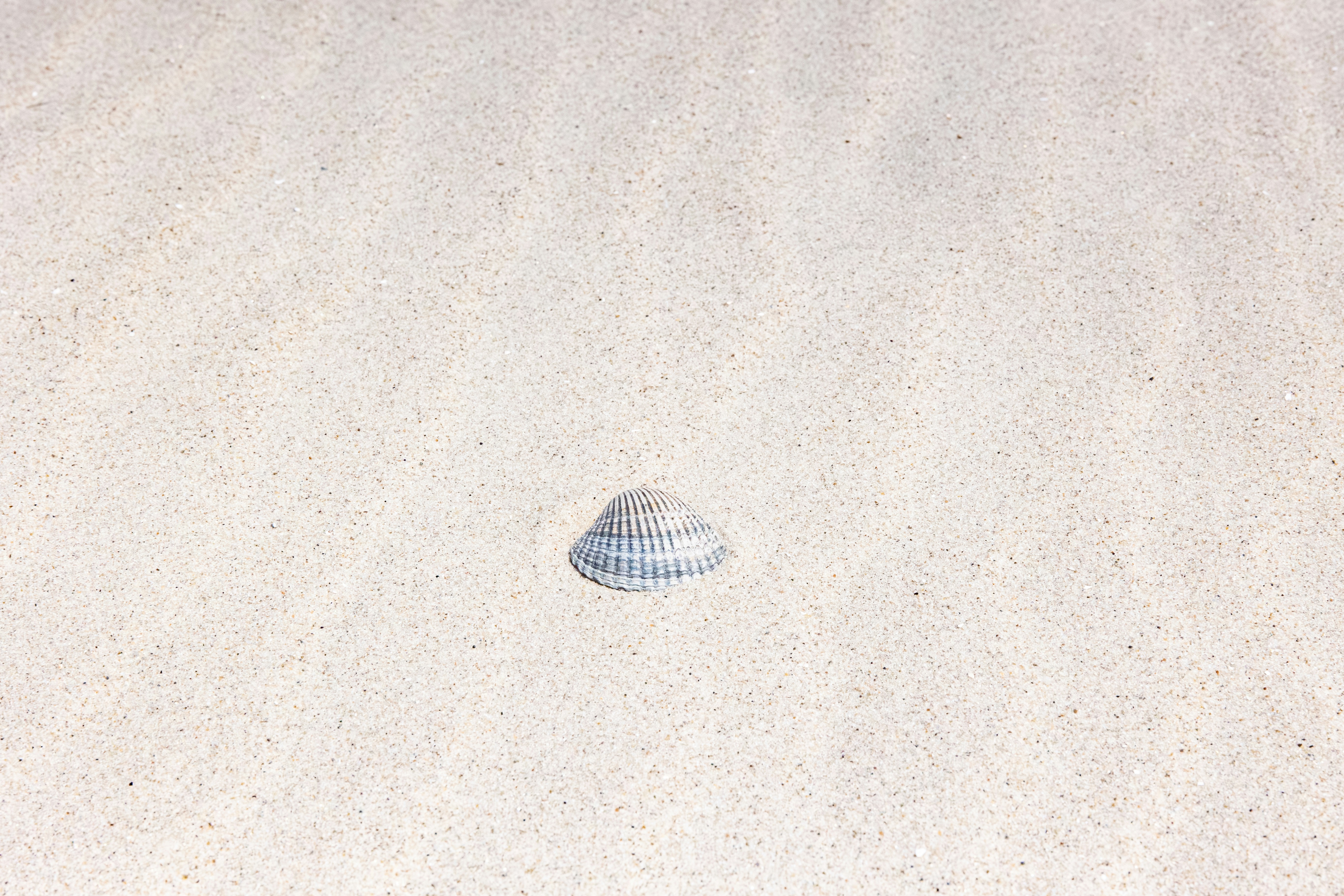 Shell in a Sea of Sand: Minimalist Beach Study