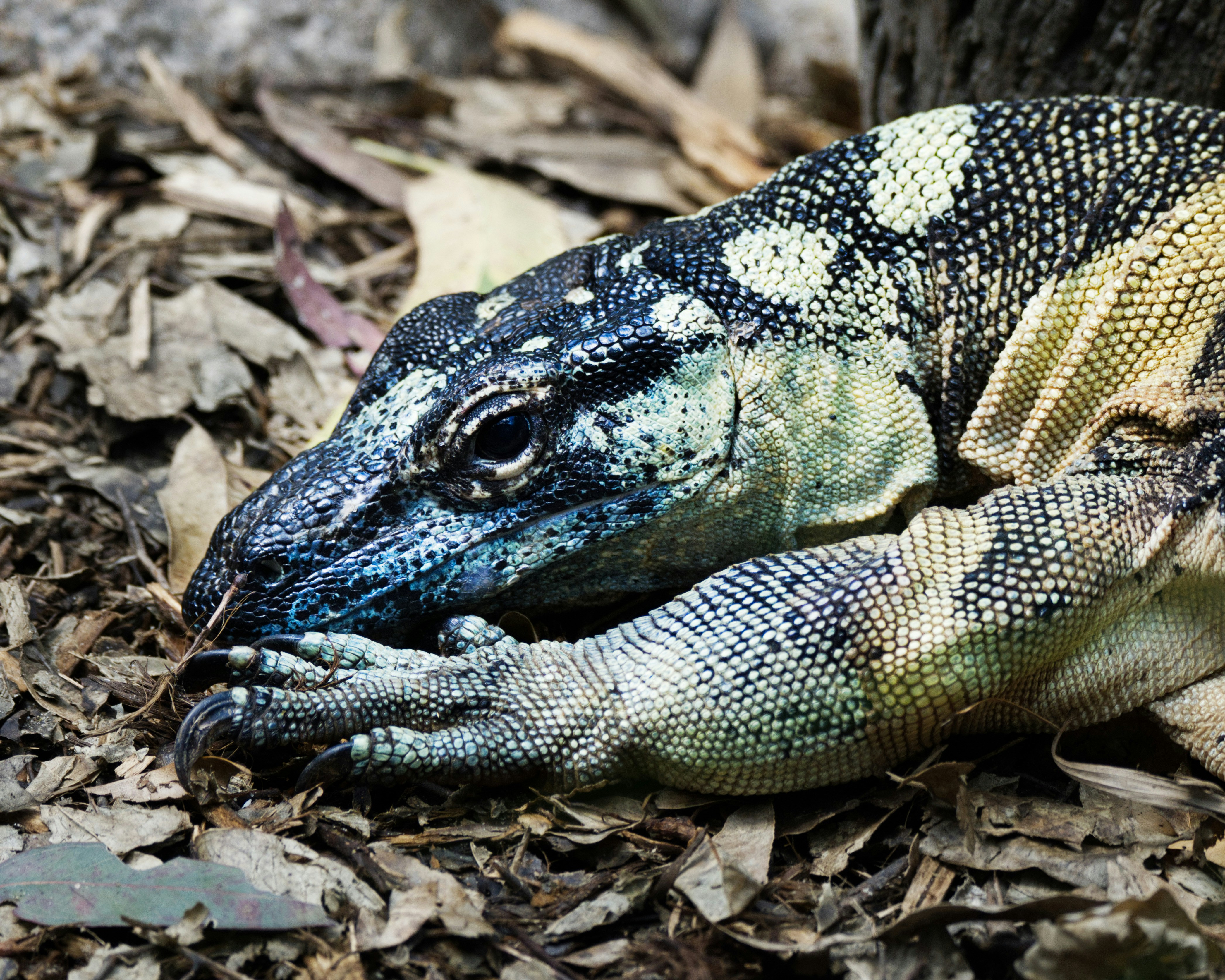 A close up of a lizard laying on the ground photo – Free Monitor lizard ...