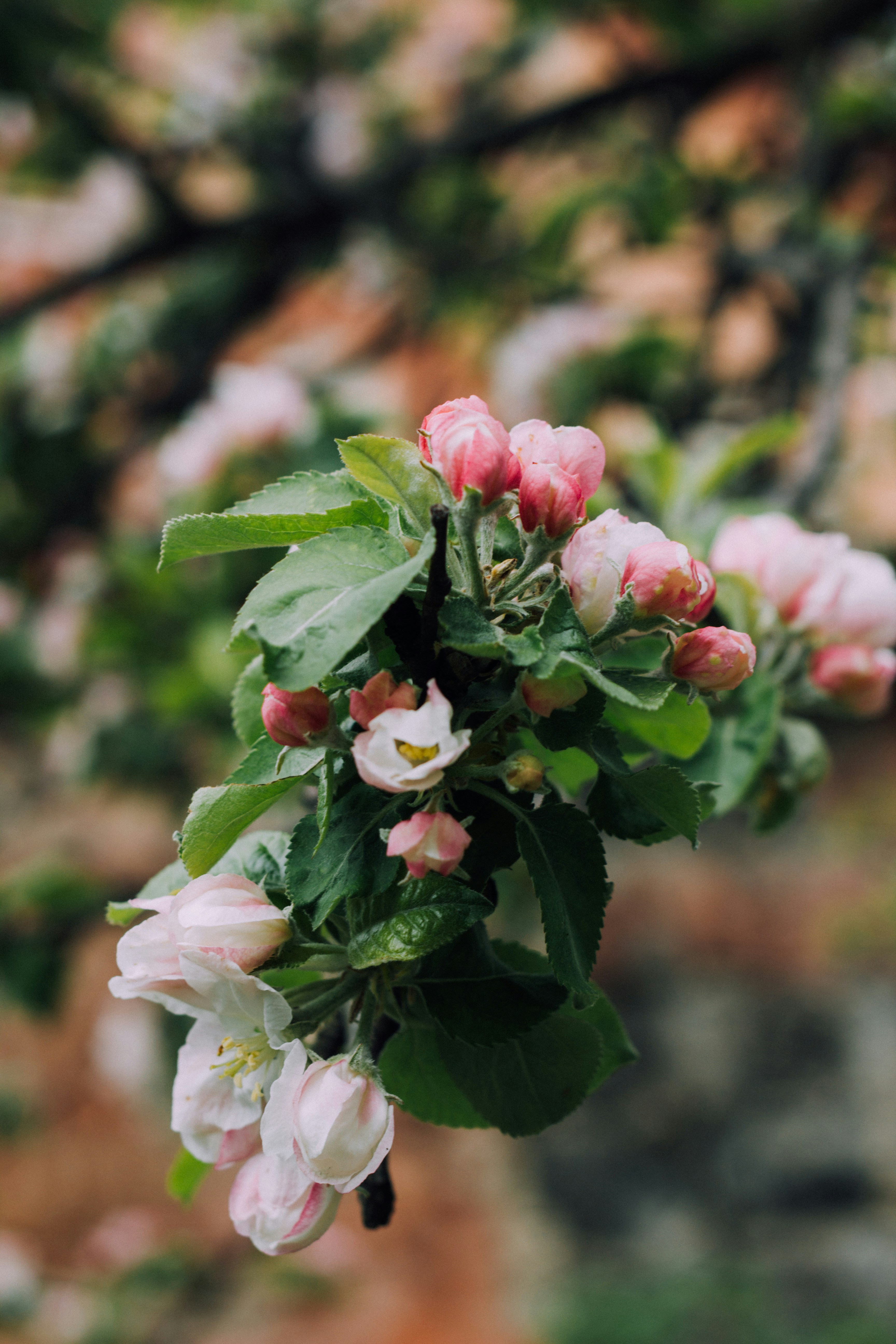 Whispers of Pink: Close-Up on Delicate Garden Blooms