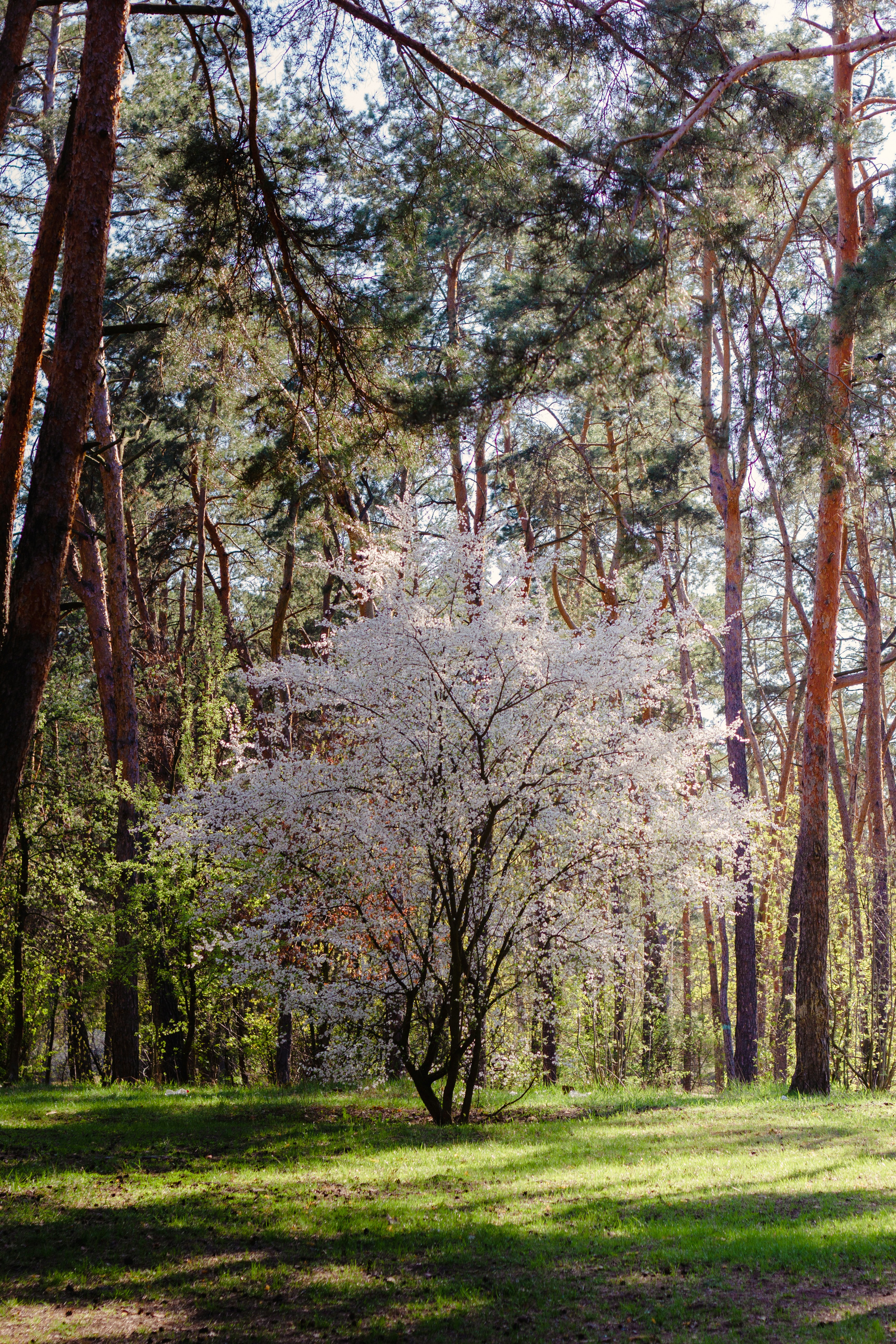Blossom in the Pines: A Quiet Spring Clearing