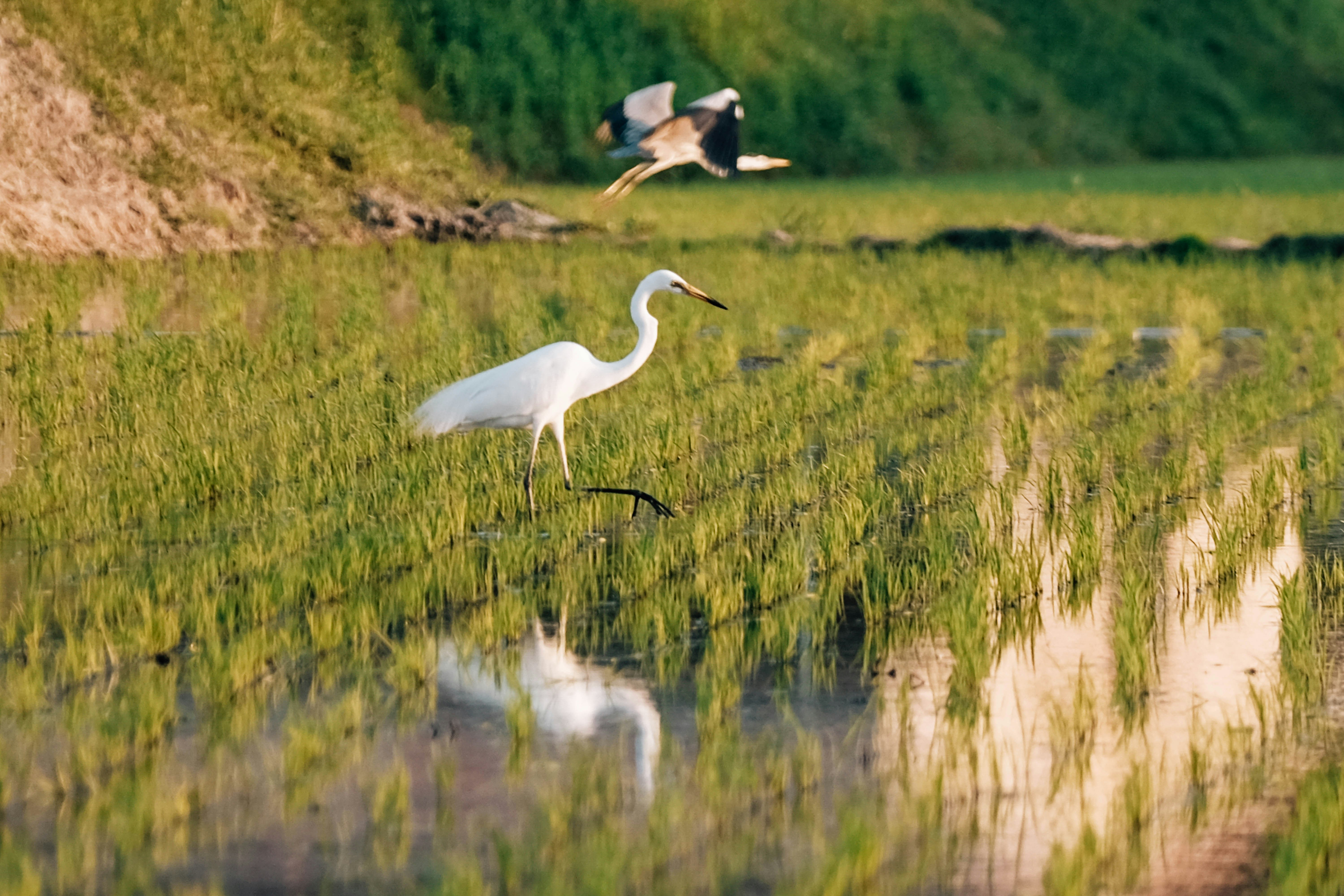 White egret poised over a reflective paddy field at dusk