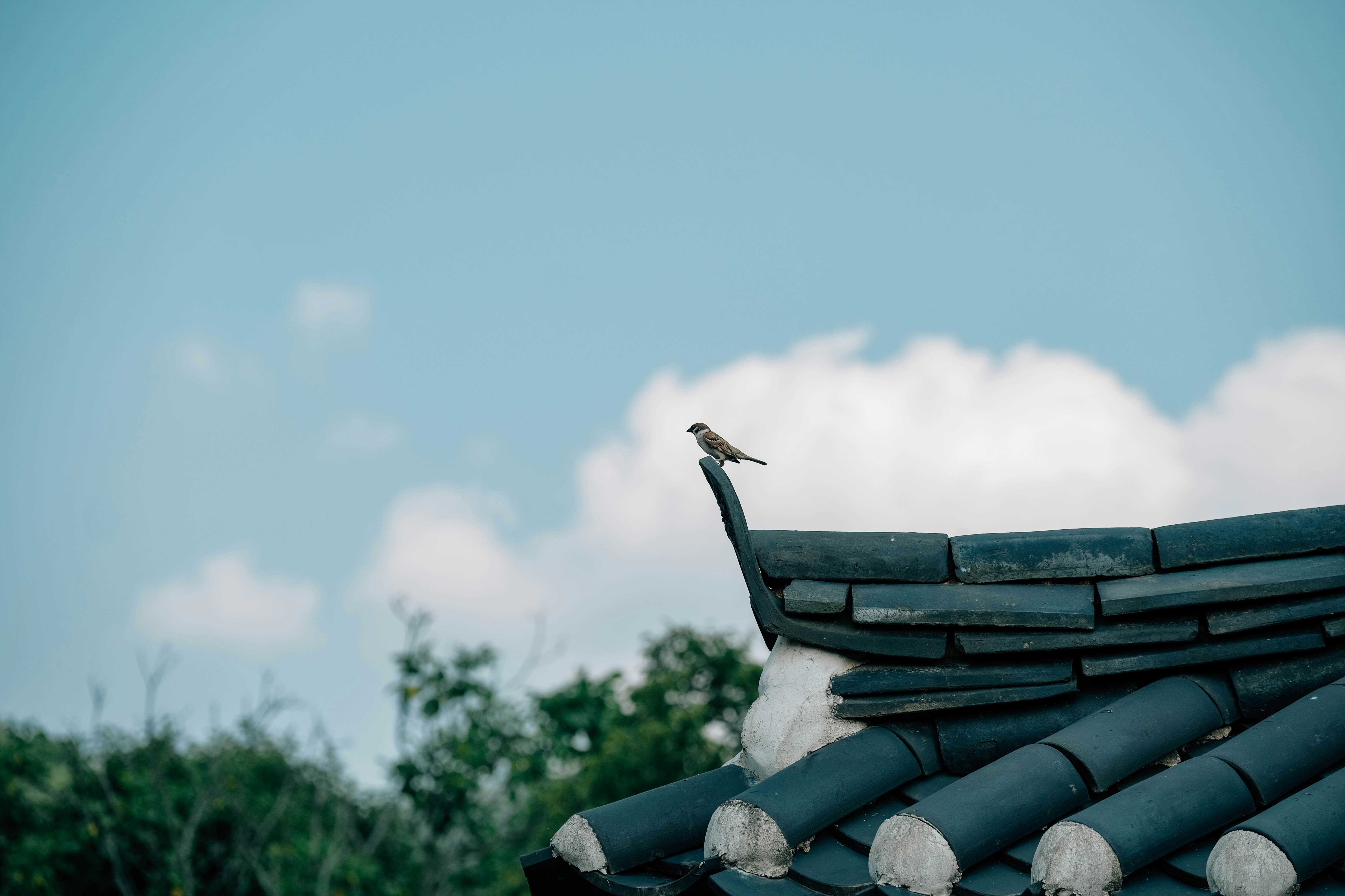 Ridge Sentinel: sparrow perched above slate tiles under a serene sky