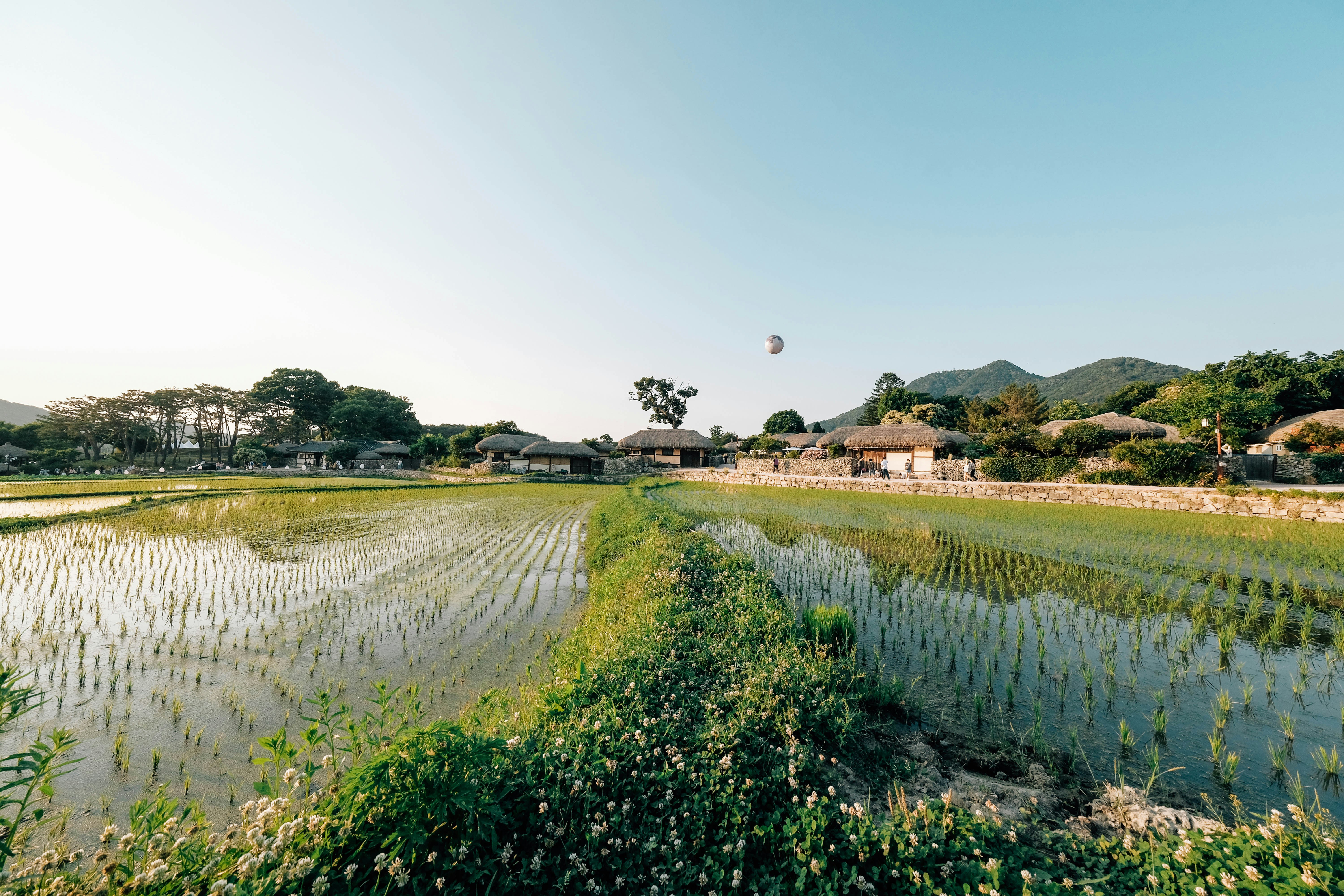 A rice field with a hot air balloon in the sky photo – Free Oeam-ri ...
