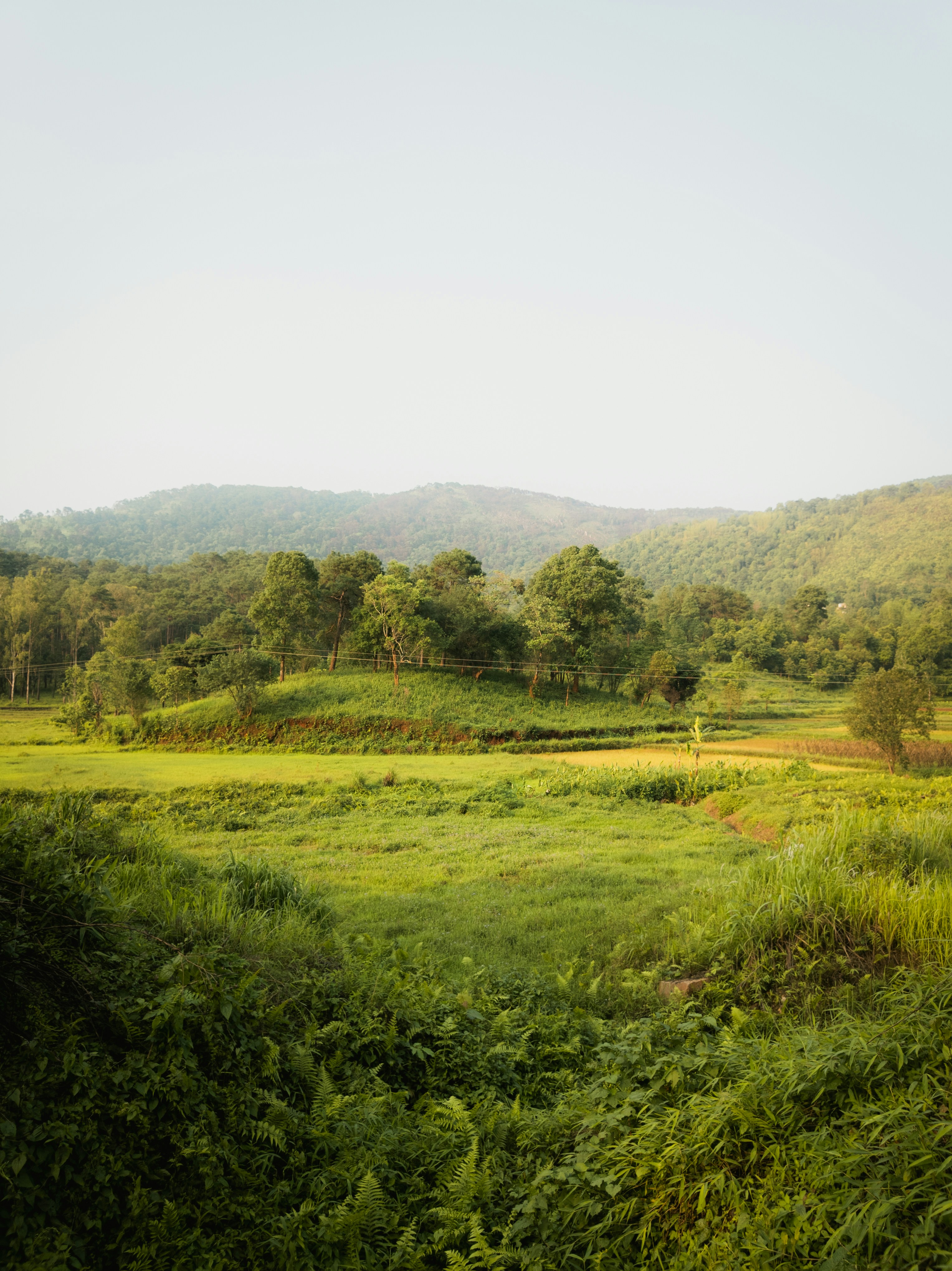 Sunlit Valley Reeds and Hills