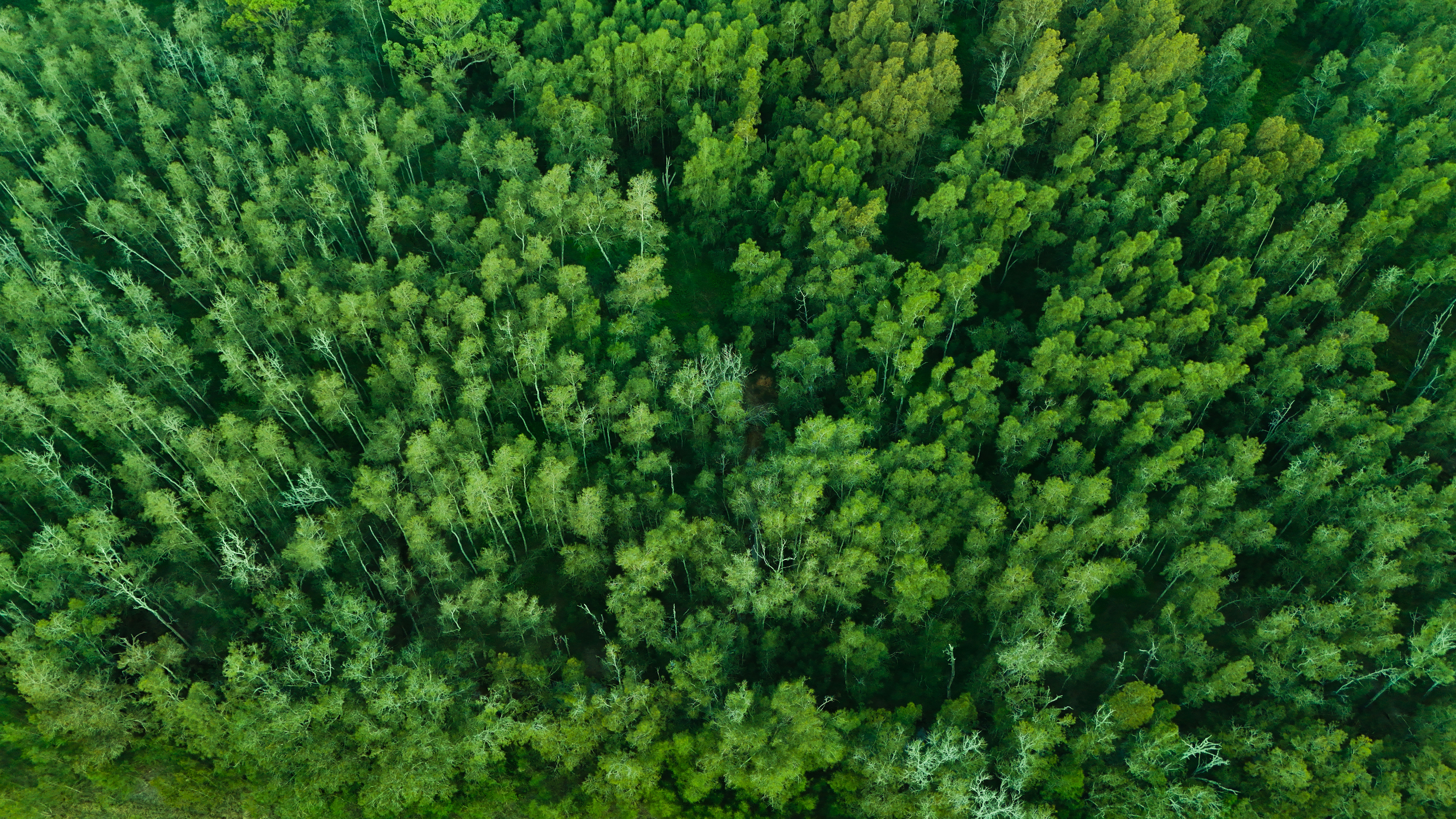 An aerial view of a forest with lots of trees photo – Free Forest Image ...