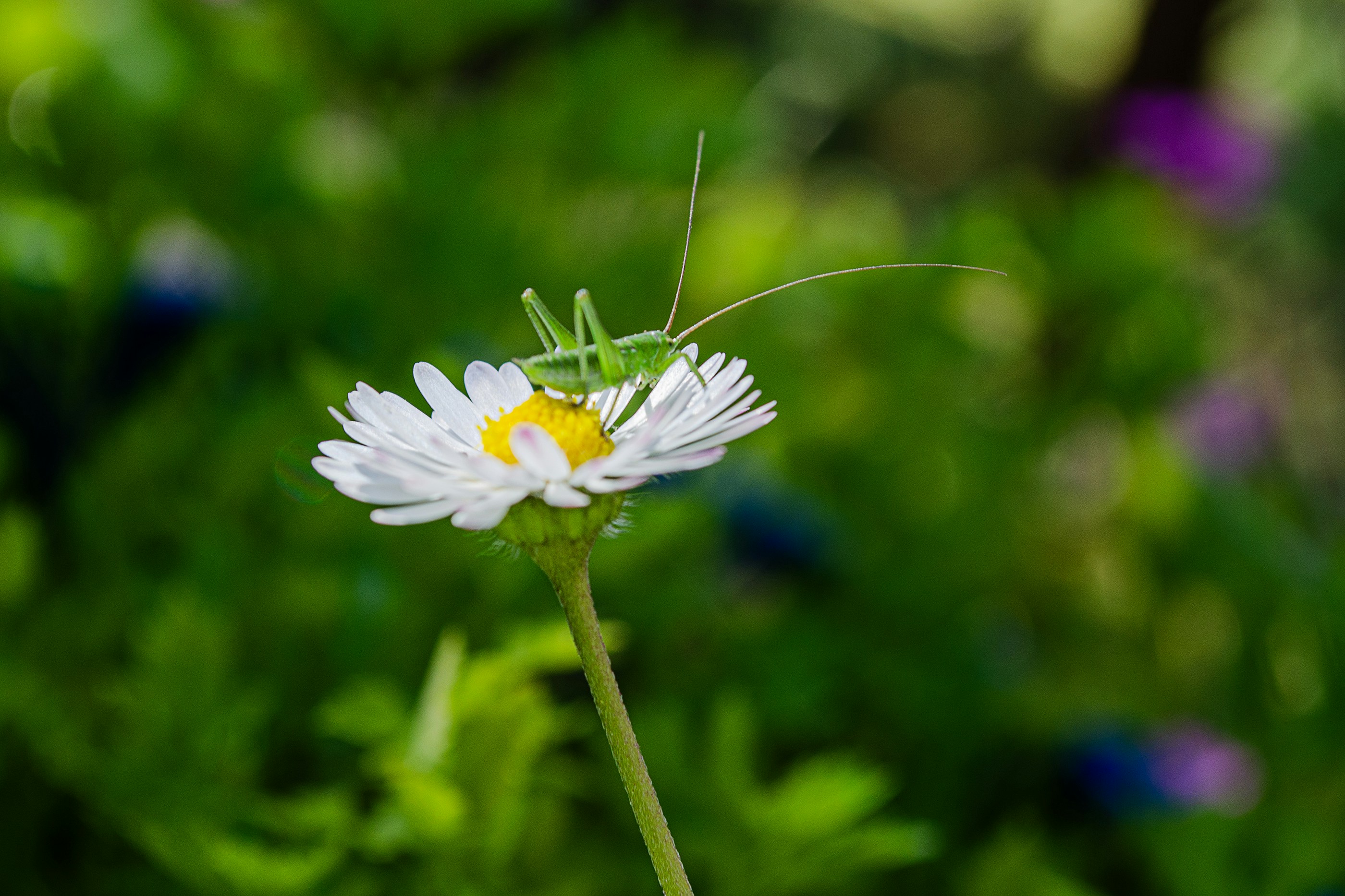 Daisy in Focus: A Delicate Calligraphy of Petals and Stem