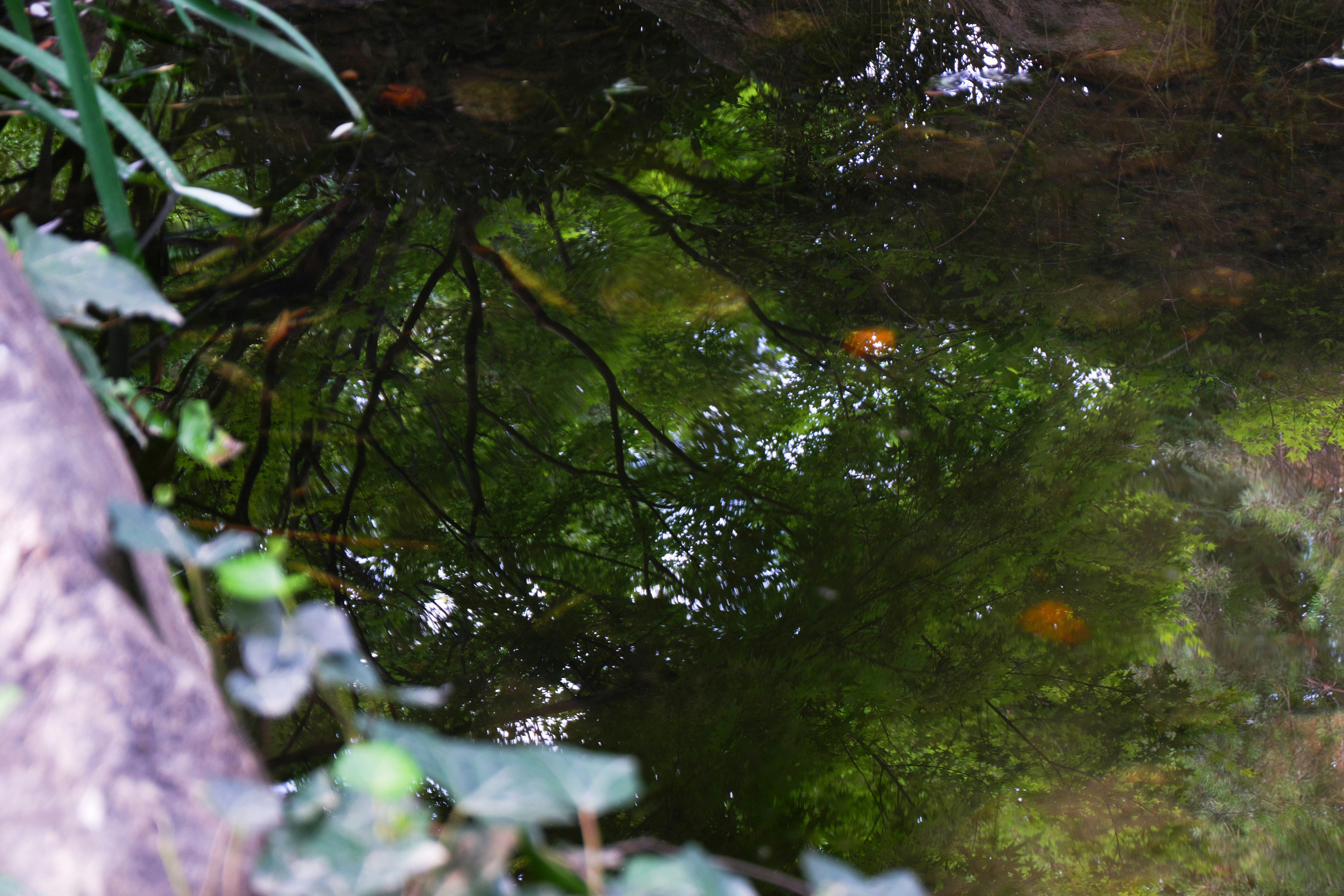 A reflection of trees in the water of a stream photo – Free Pond Image ...